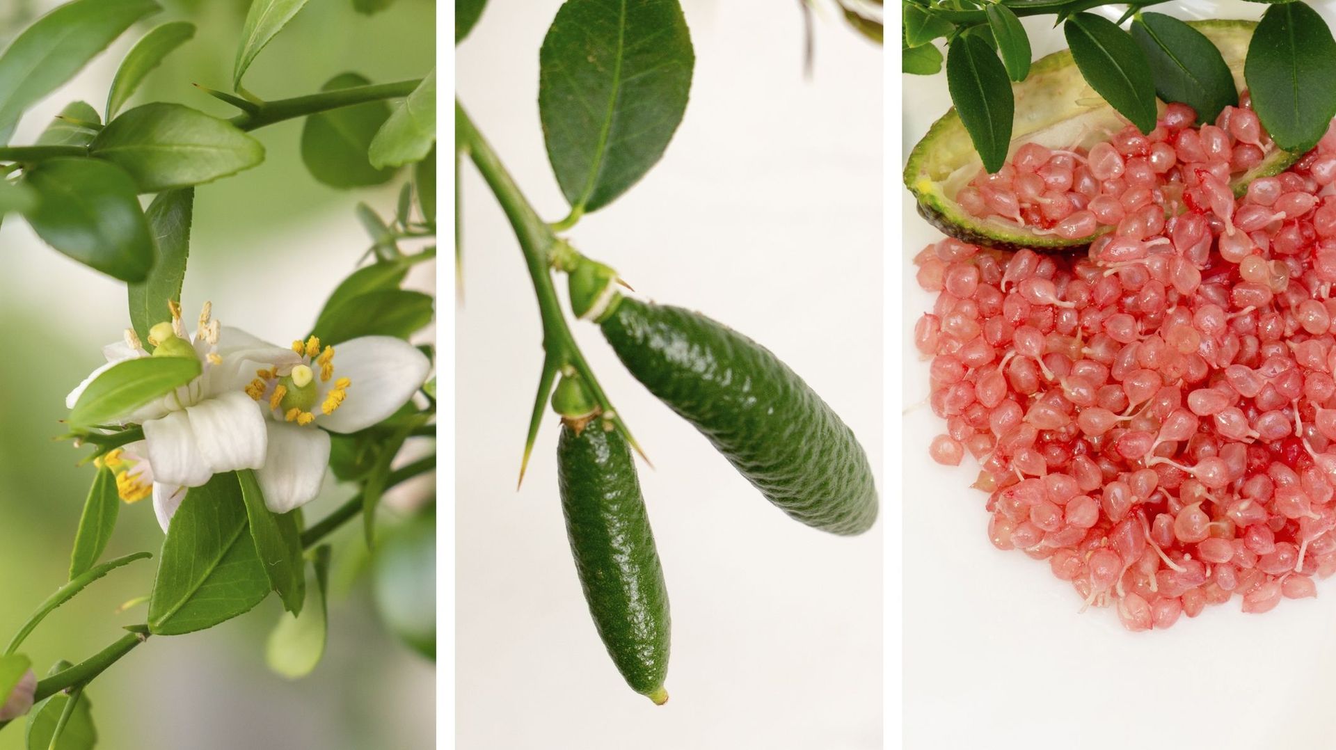 Le citron caviar : culture en pot de fruits aux perles juteuses - RTBF ...