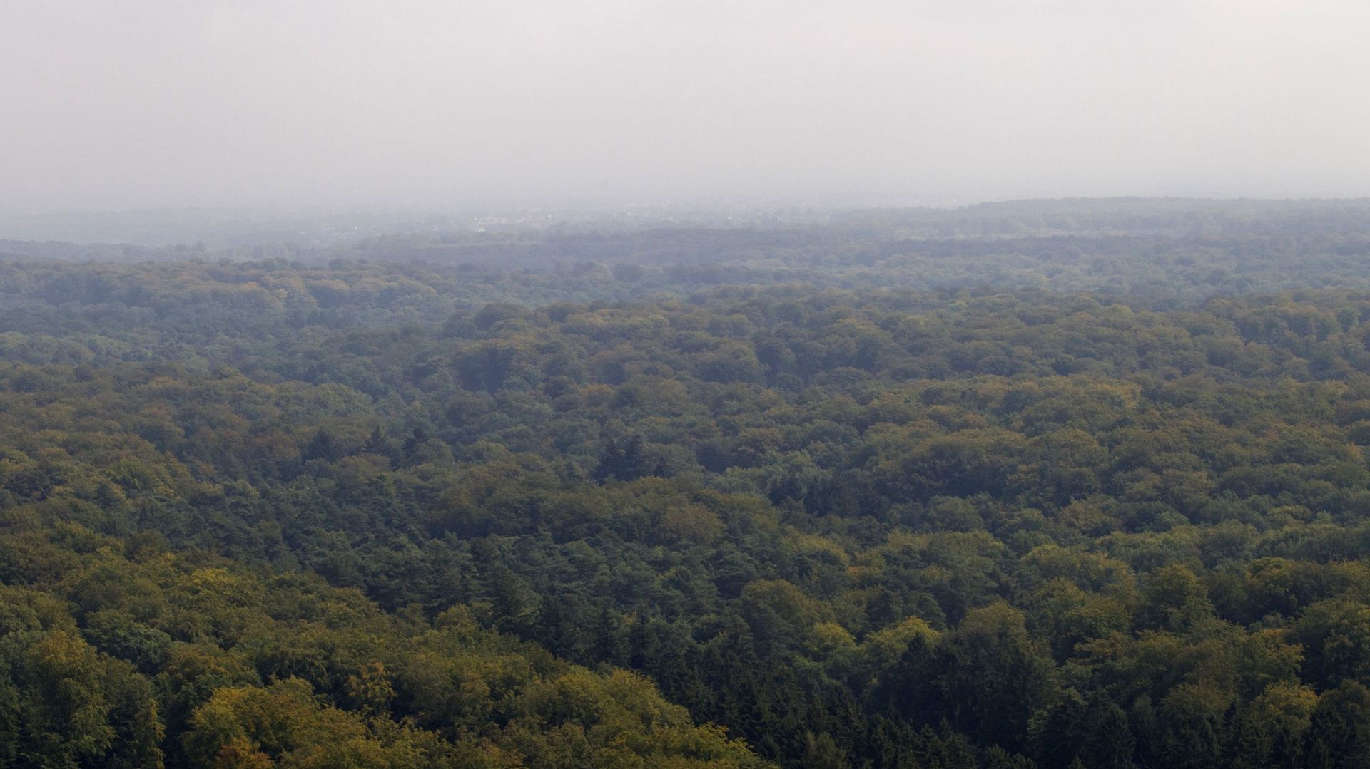 La forêt de Soignes prend racine au patrimoine de l'Unesco