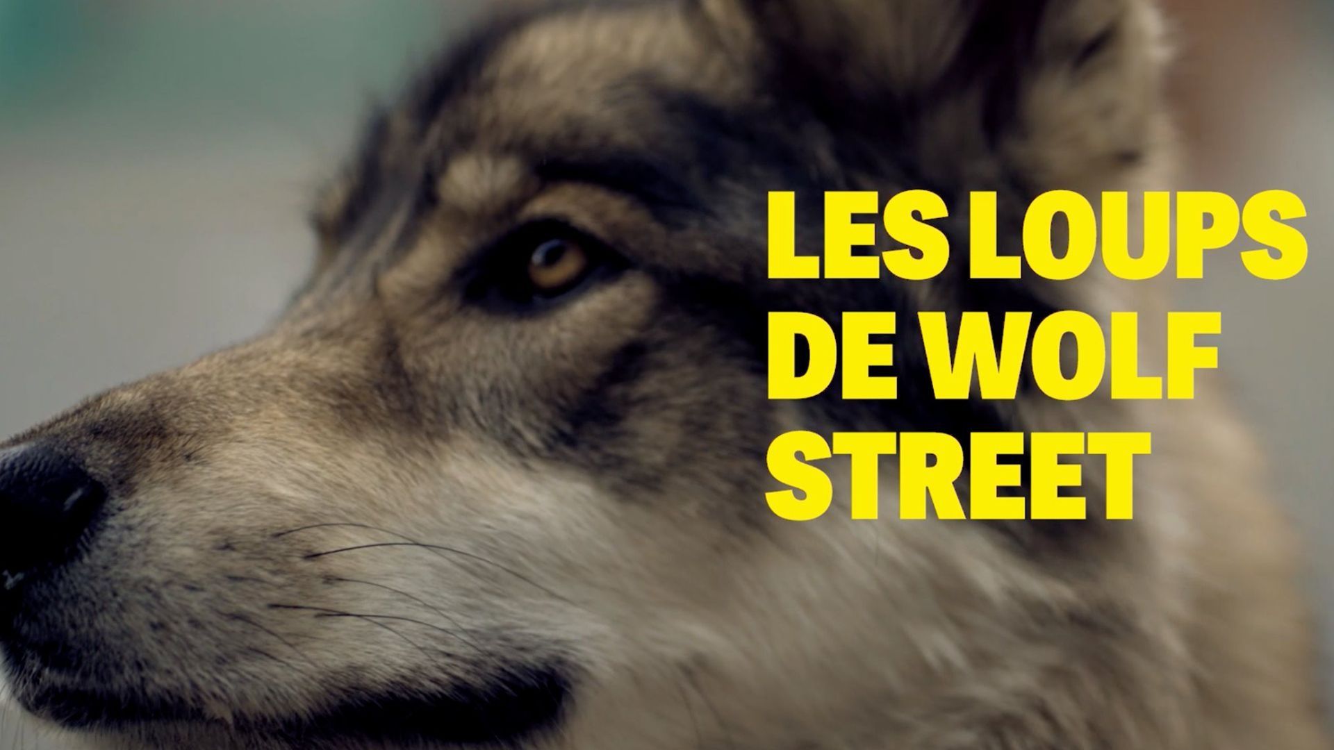 Le 'Wolf Street' débarque au Cinquantenaire dès ce 20 mai ! - RTBF Actus