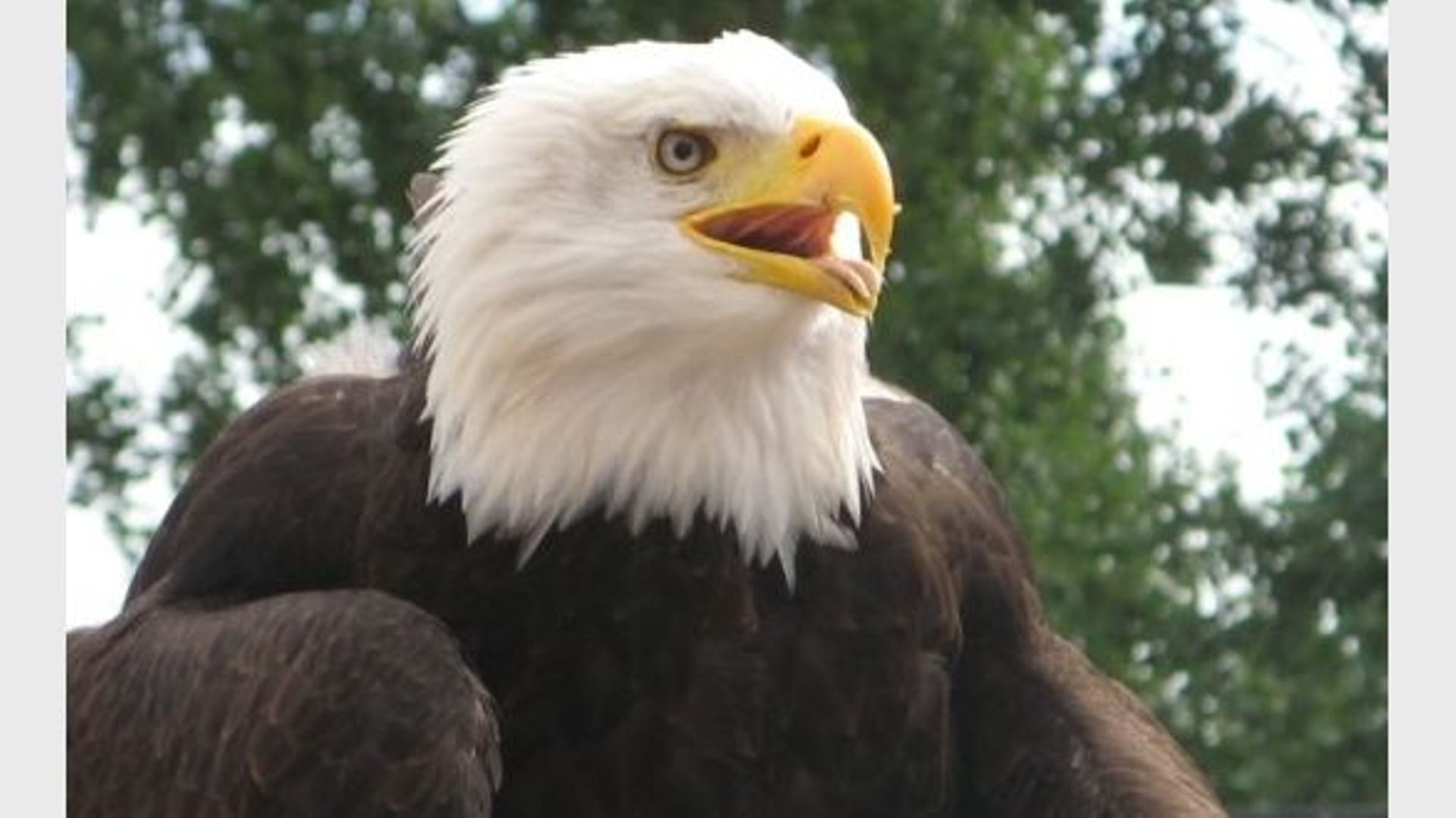 Le rapace symbole des USA victime d'un accident de golf - RTBF Actus