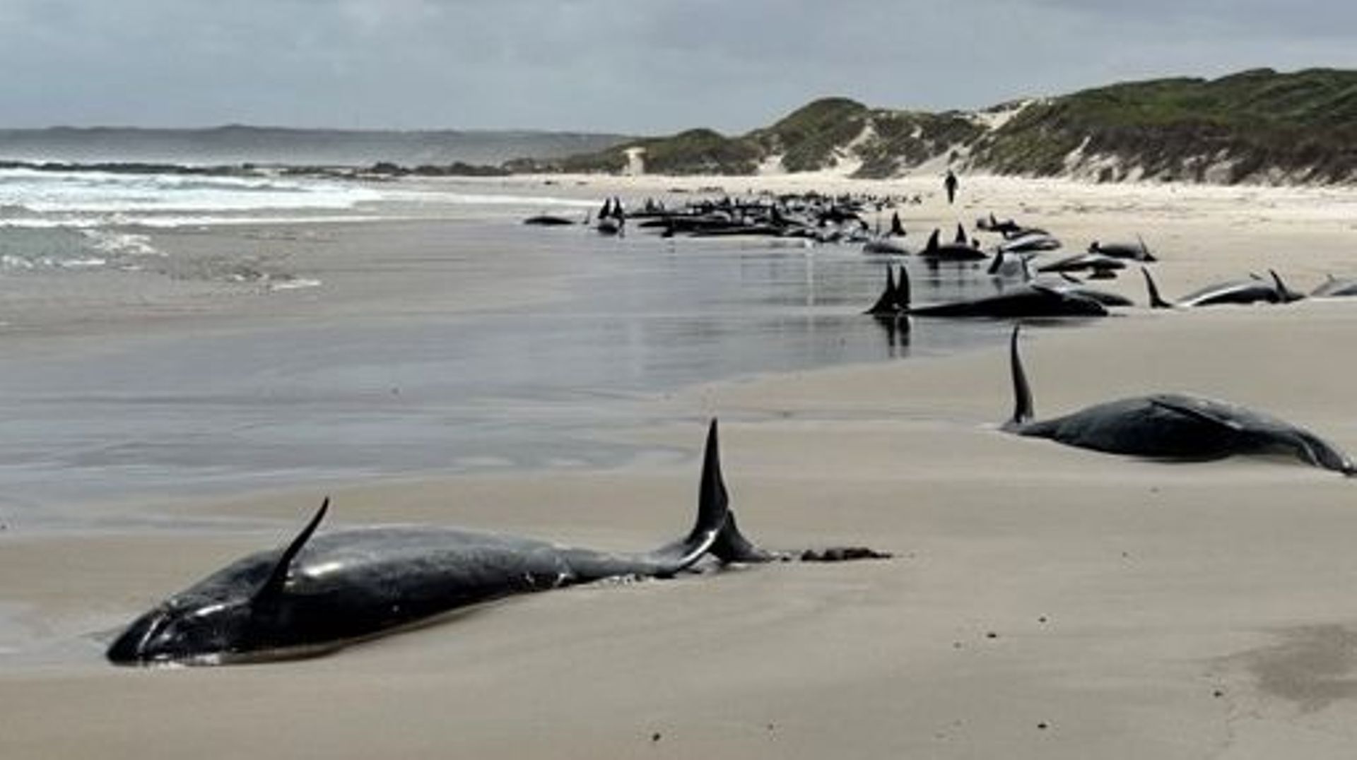 Mer du Nord : un rorqual commun vivant aperçu pour la première fois ...