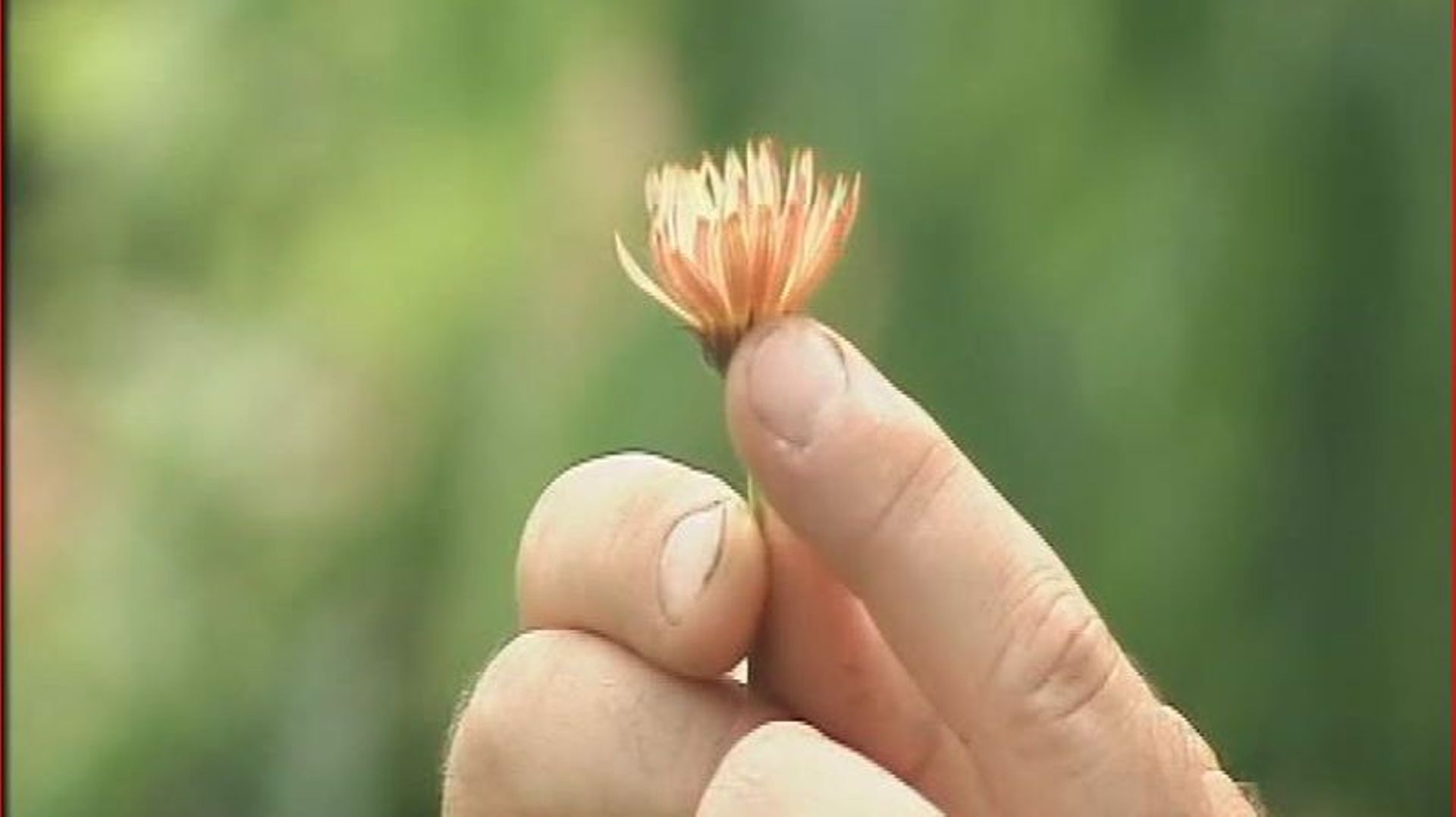 Francis Peeters : Calendula officinalis 'Touch of Red Buff' - rtbf.be