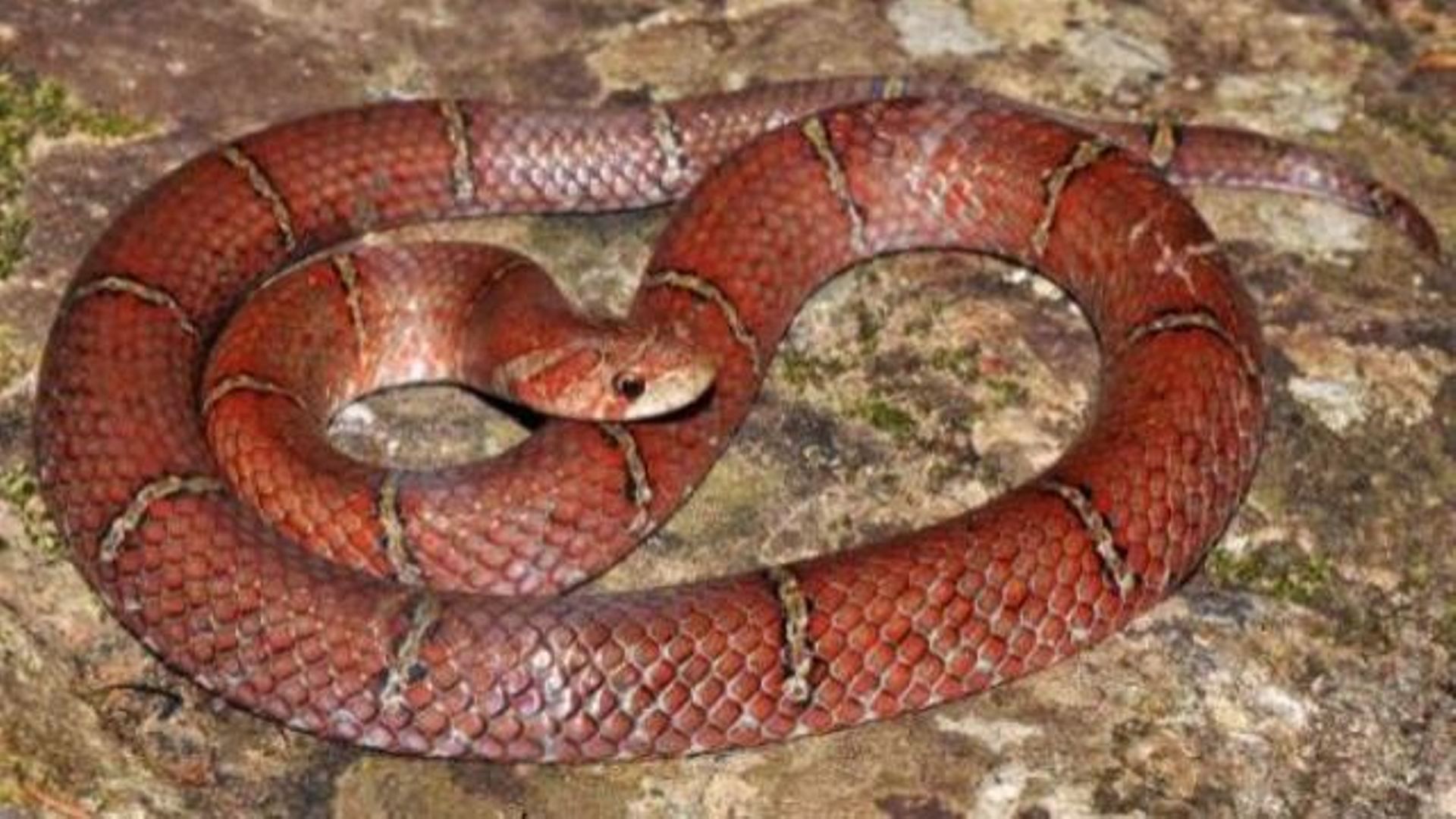 Biodiversité: les morpions menacés d'extinction par l'épilation - RTBF ...