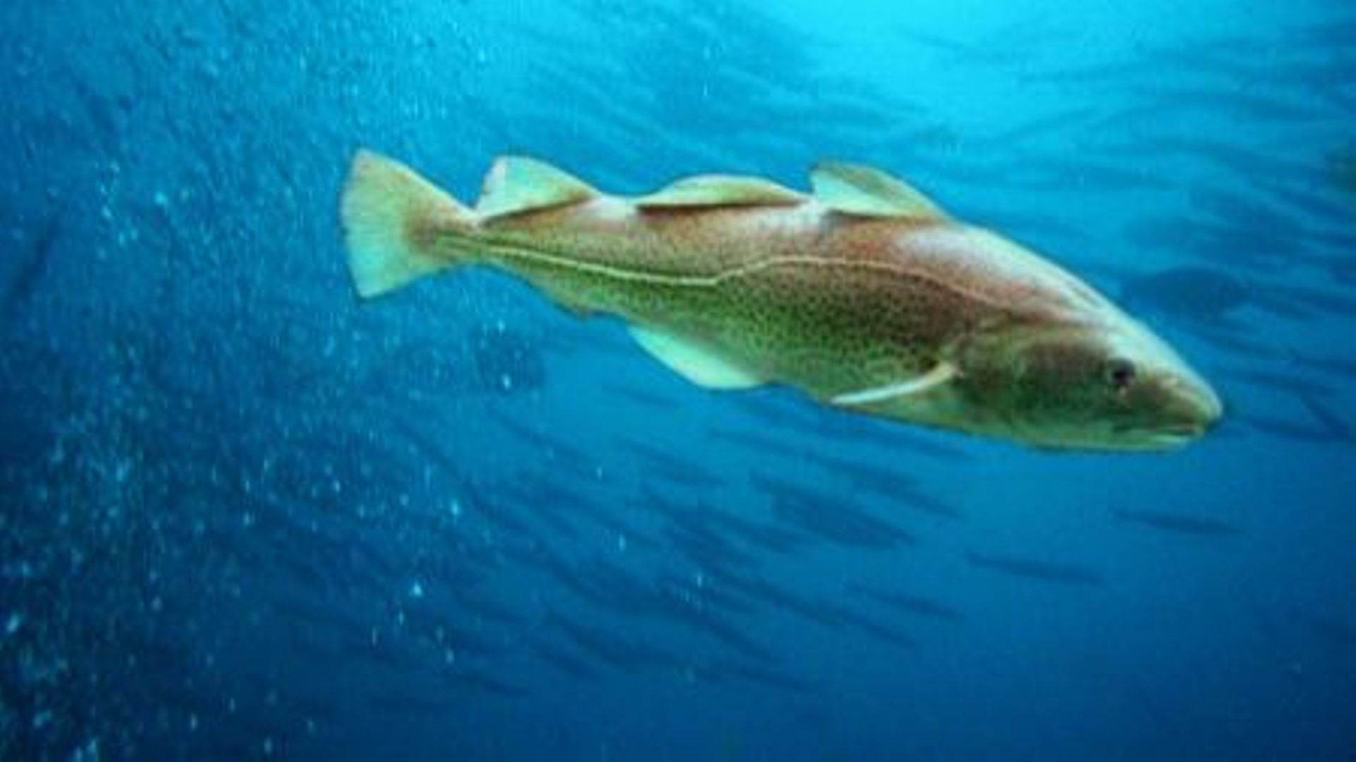 Planète : les vieux cabillauds désertent la mer du Nord - rtbf.be