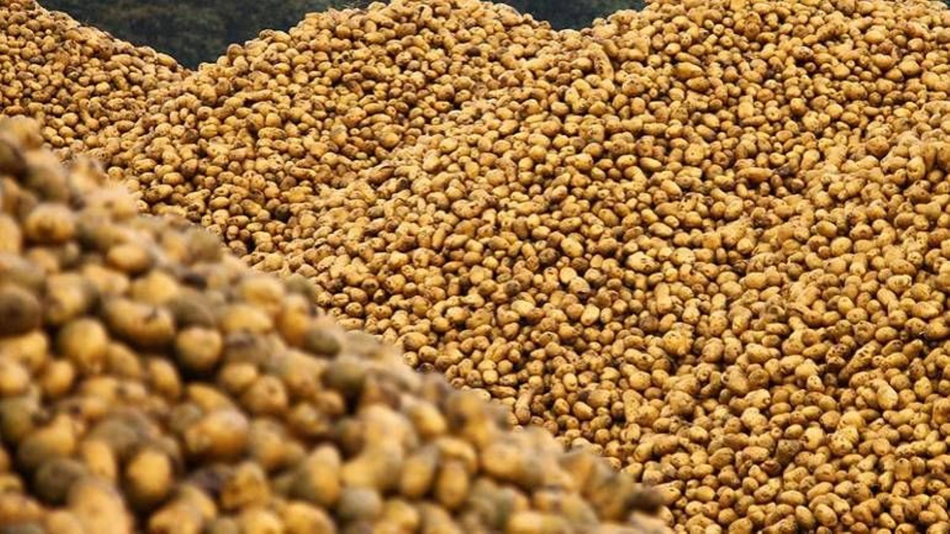 La société Clarebout Potatoes investit sur le zoning de Frameries ...