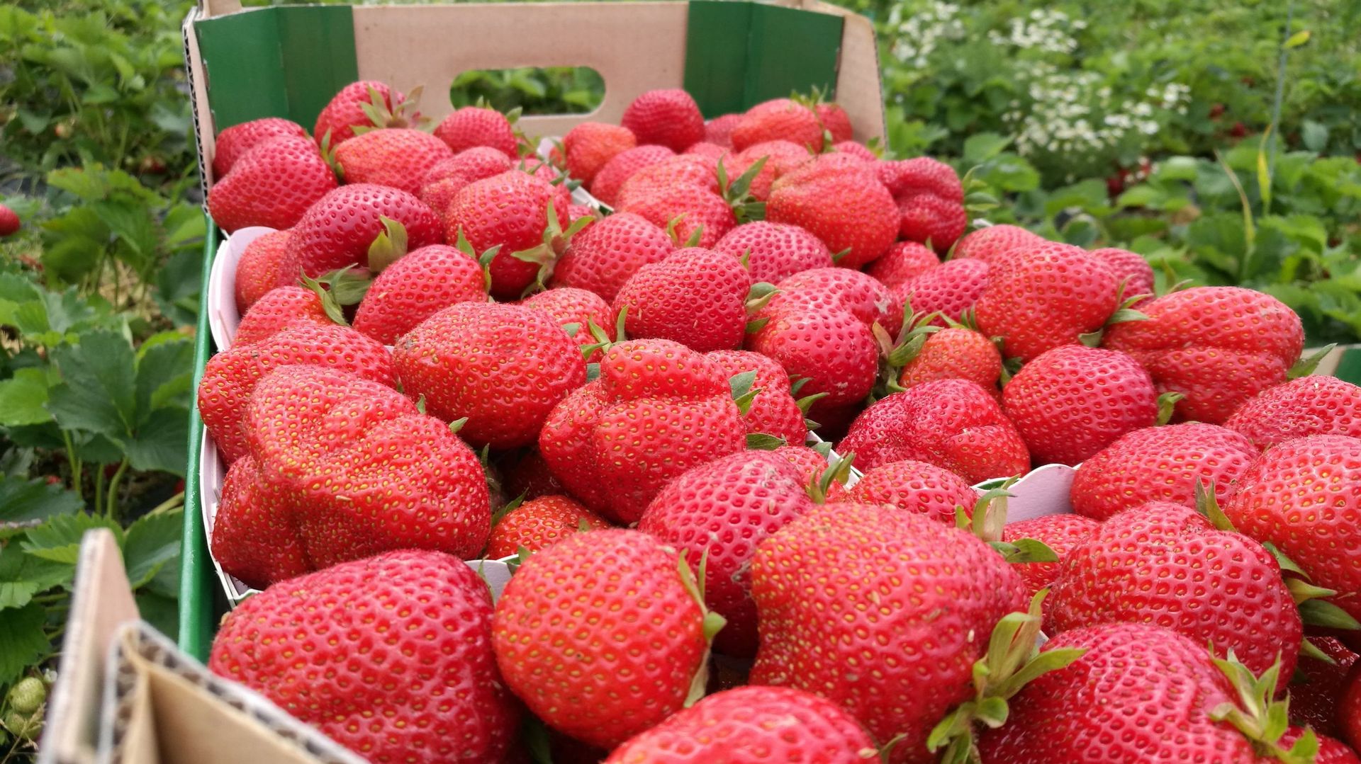 La production de fraises explose cette année - RTBF Actus