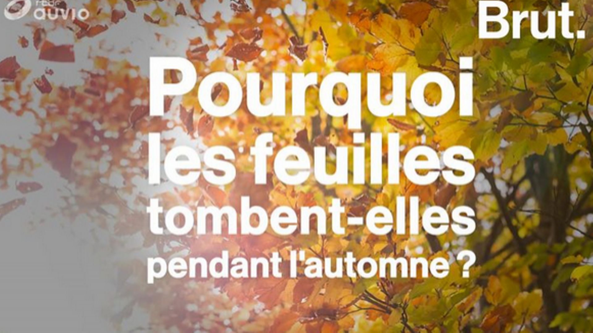 Pourquoi les feuilles tombent-elles des arbres en automne? - rtbf.be
