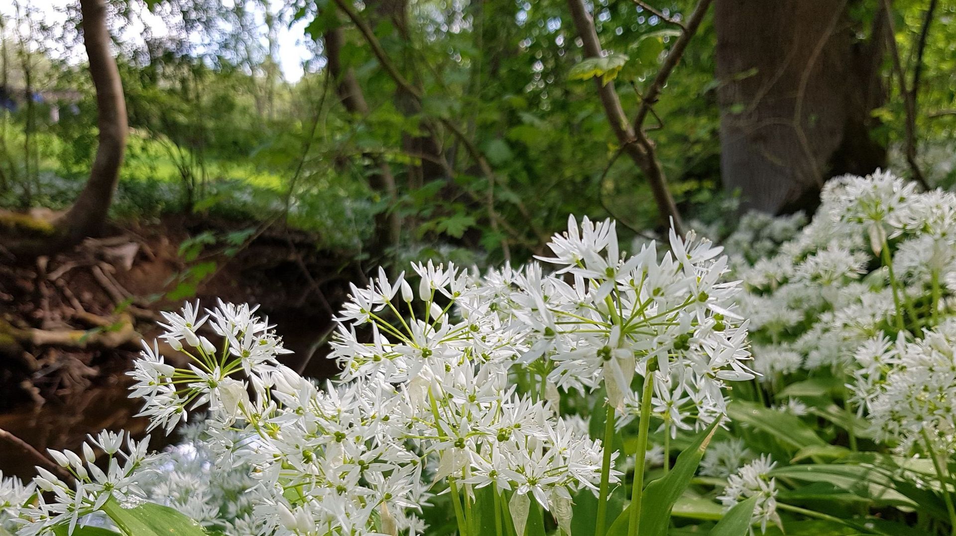 La culture de l'ail ornemental : un ajout éclatant au jardin - RTBF Actus