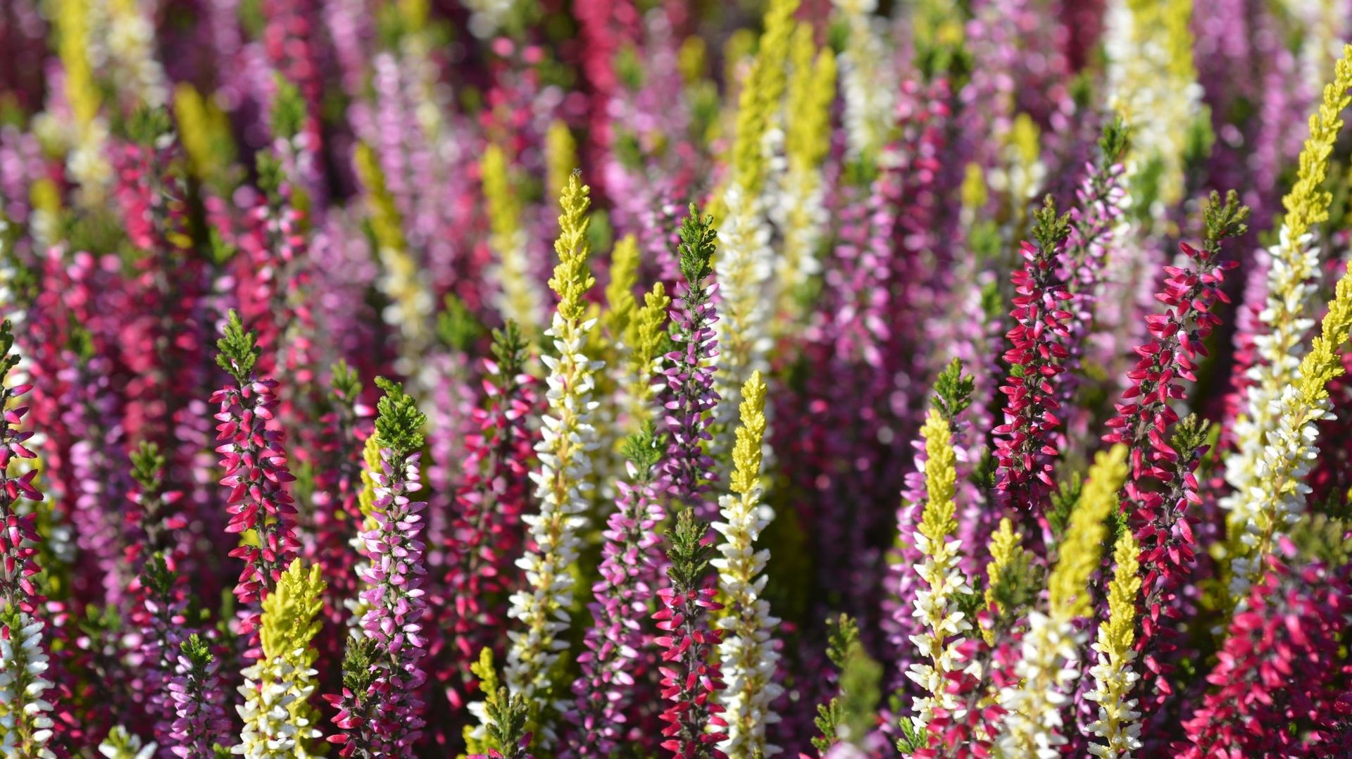 La culture des bruyères dans les parterres et les jardinières - RTBF Actus