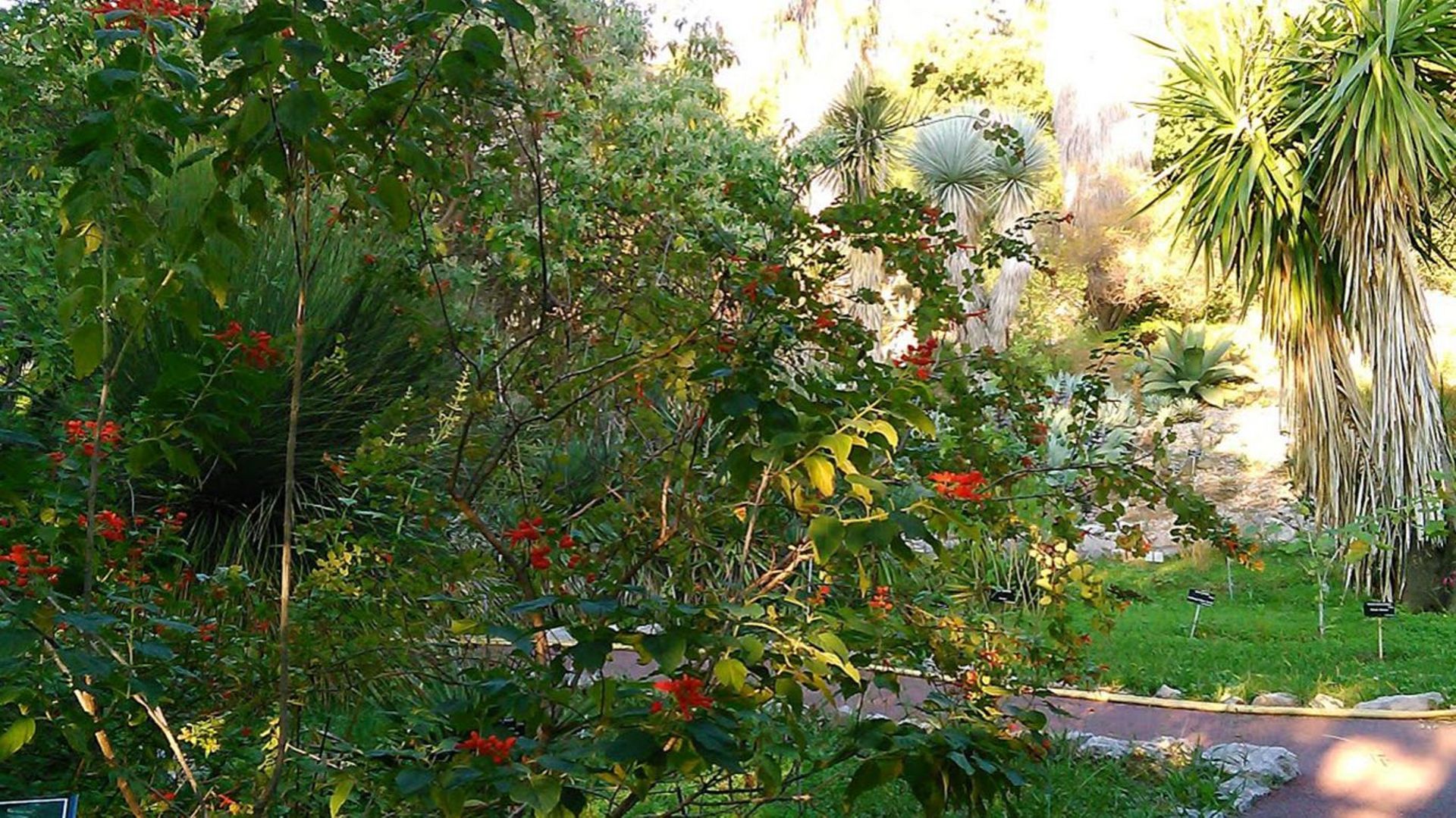 A Nice, le jardin botanique - RTBF Actus