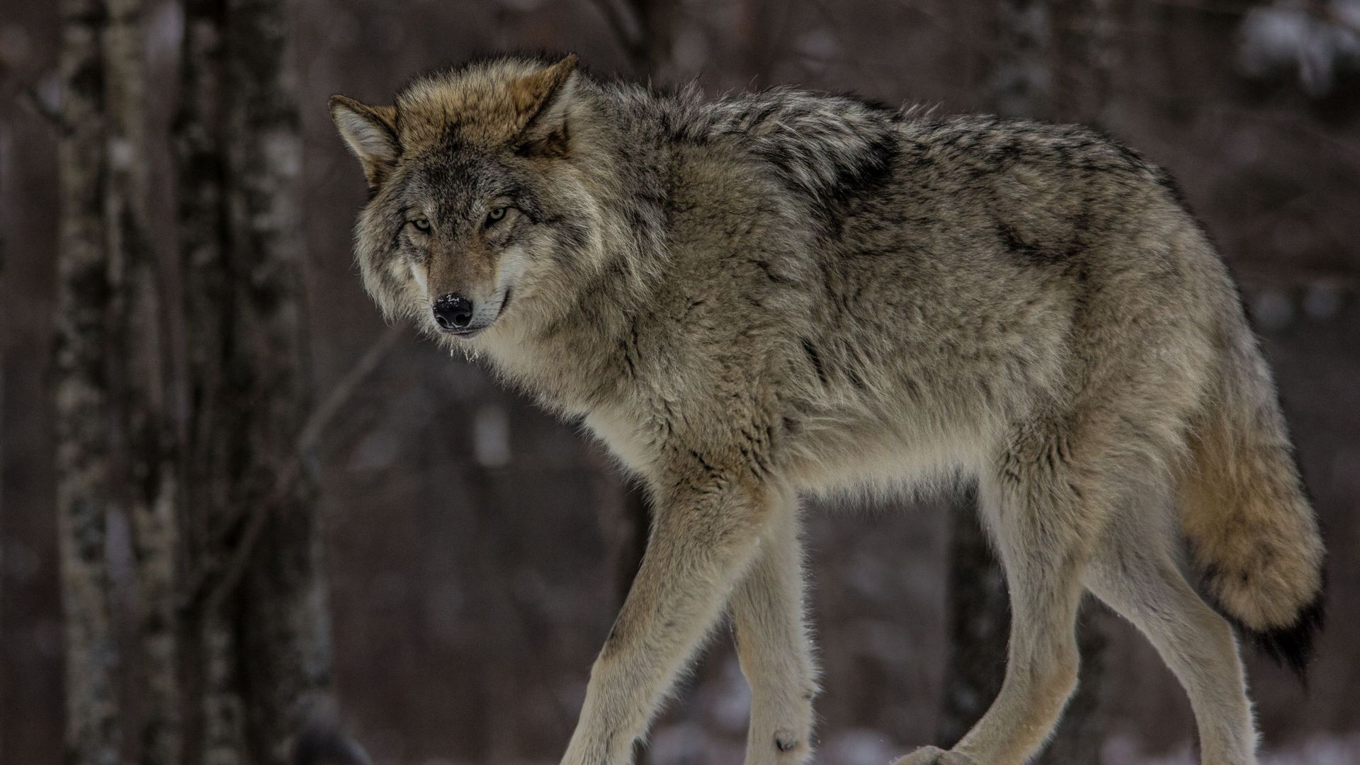 Le statut du loup passe de 'strictement protégé' à 'protégé' dans l ...