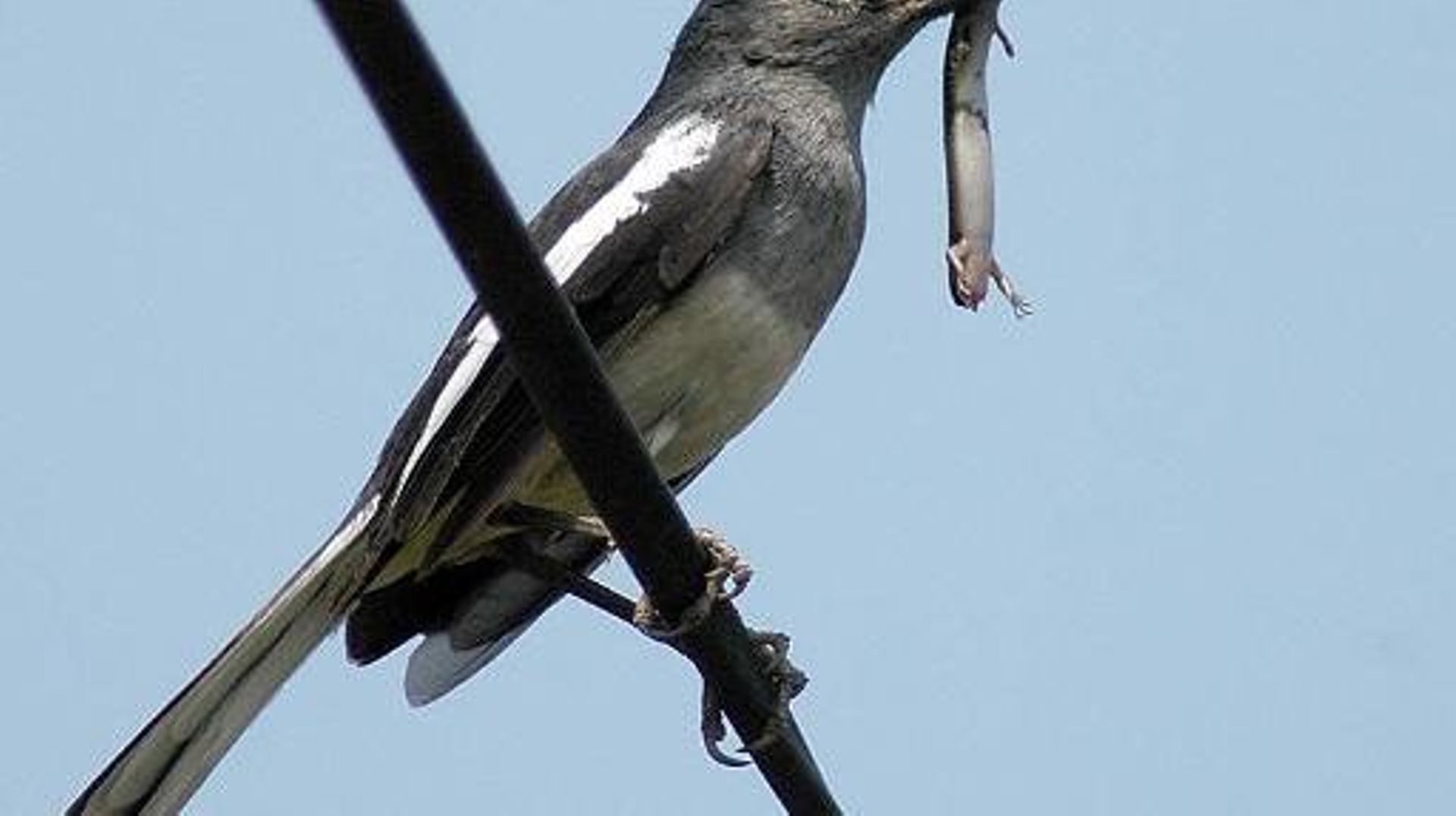 Pie voleuse ou humain mythomane? - RTBF Actus