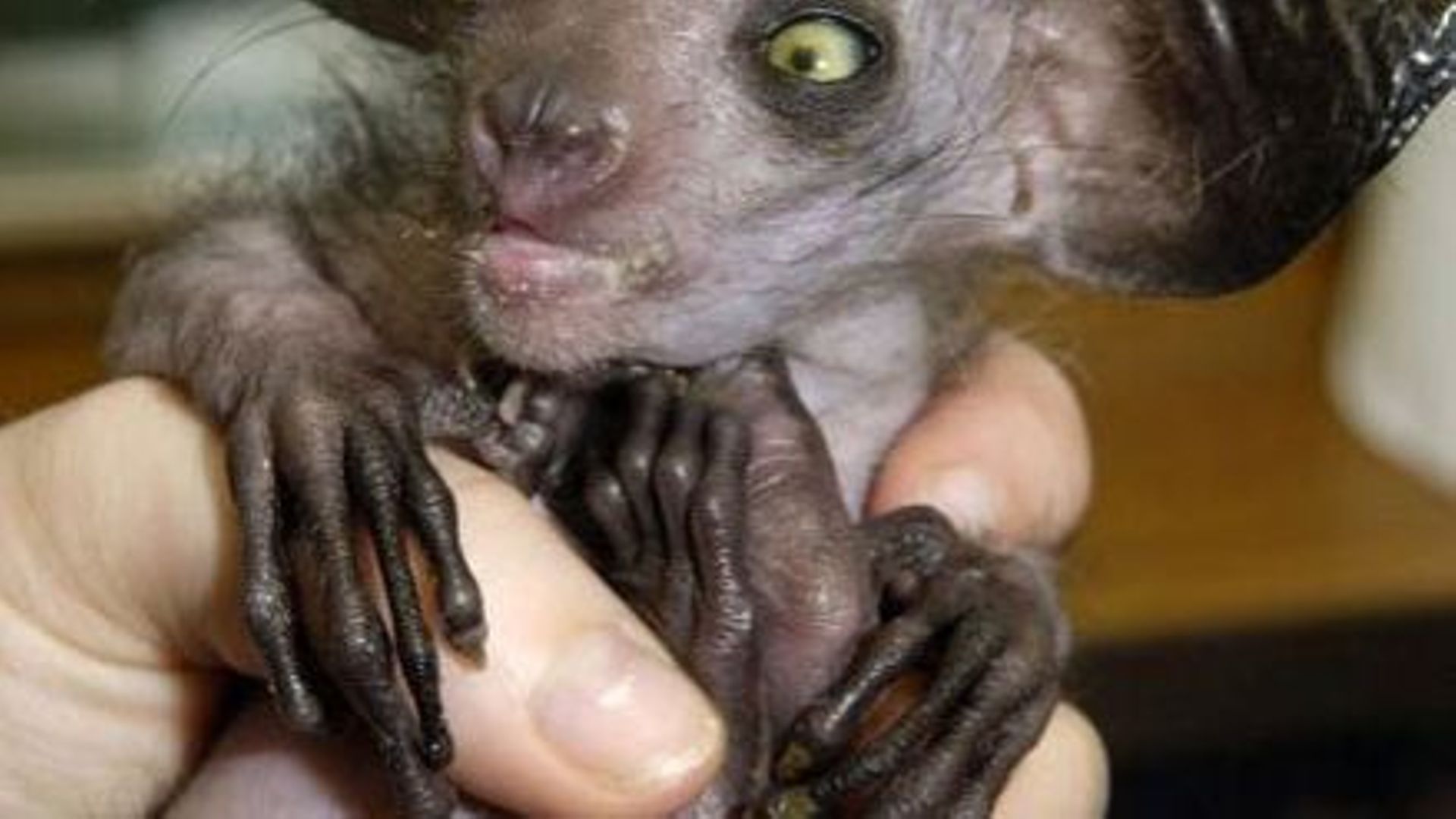 Les animaux les plus laids du monde! - RTBF Actus