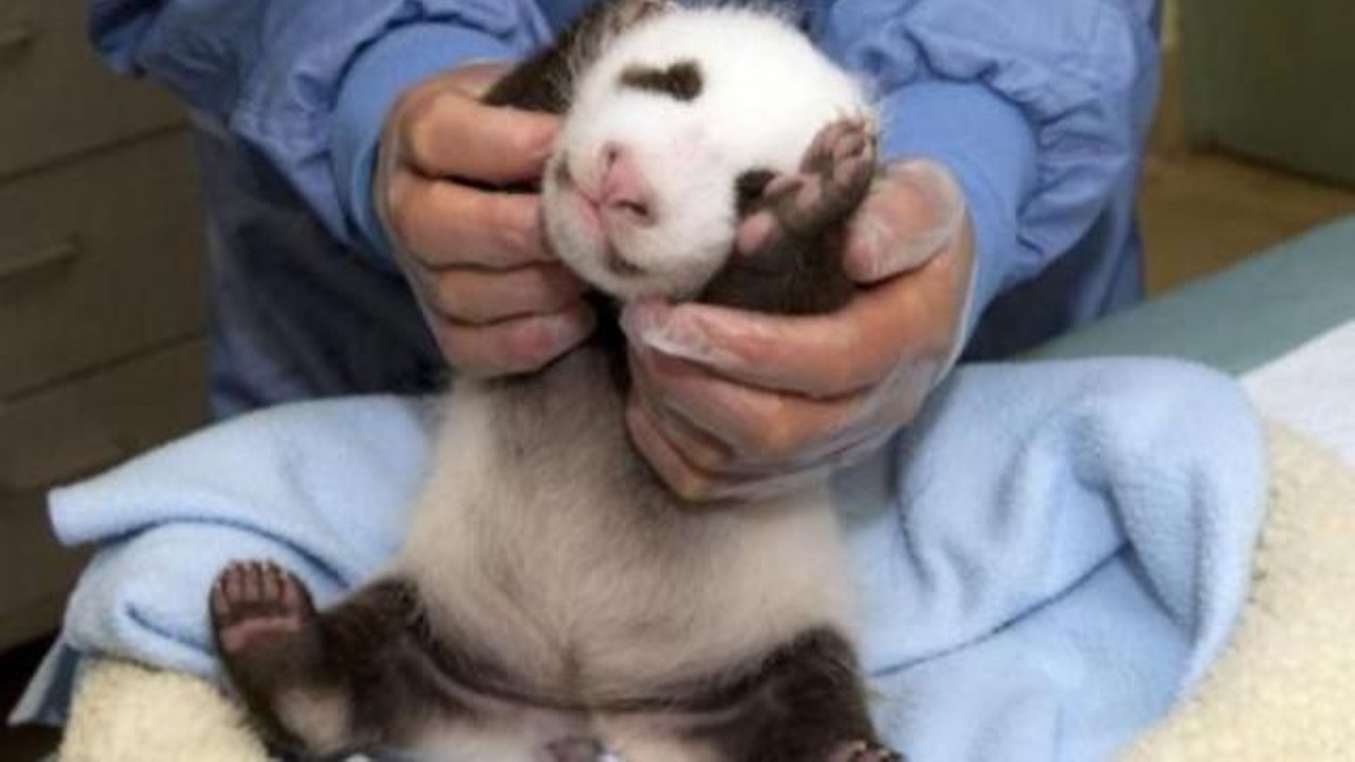 Le Lesula, une nouvelle espèce de singe découverte en RDC - RTBF Actus