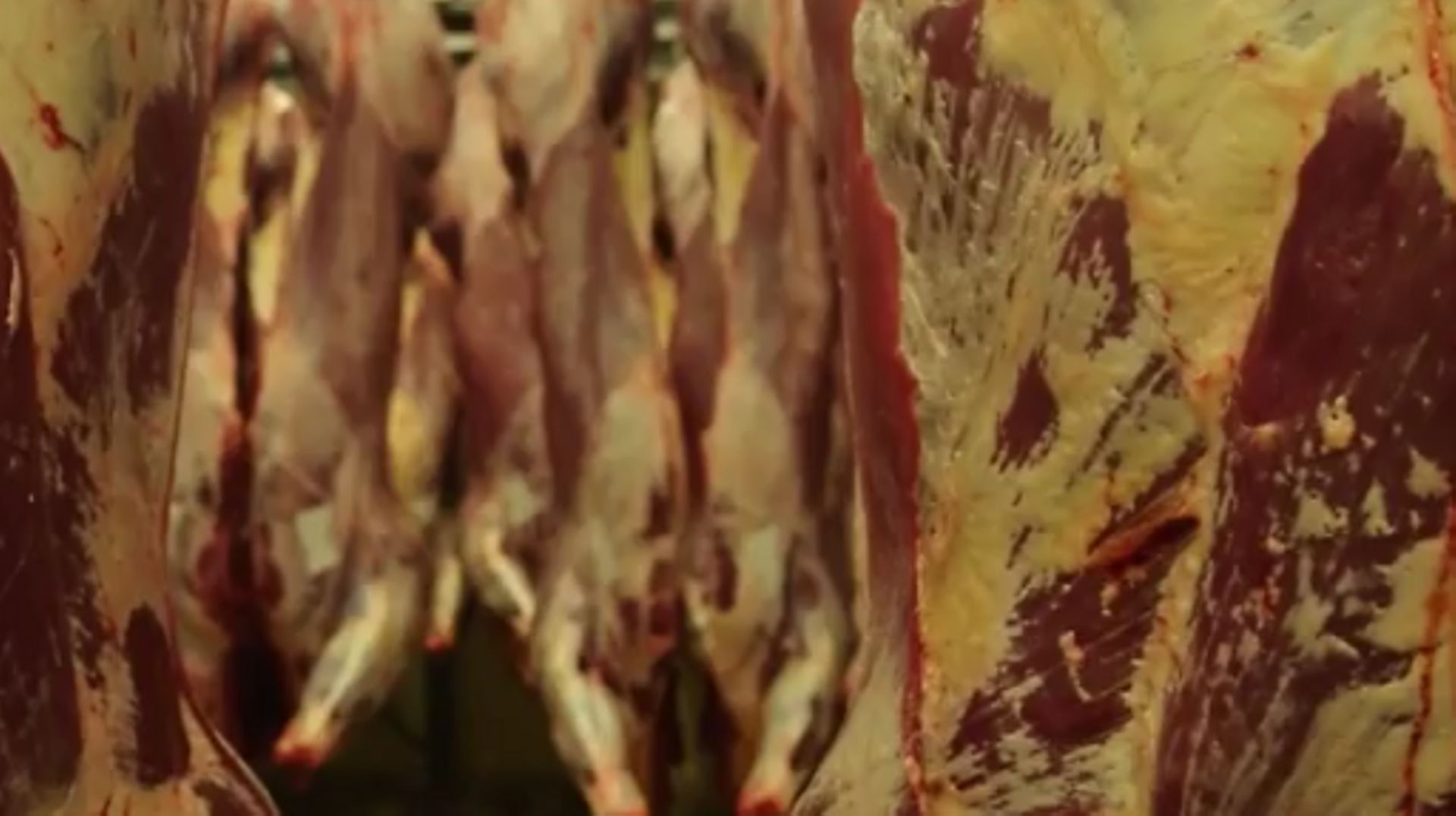 Veviba devenu Qualibeef tente de redorer son image - RTBF Actus