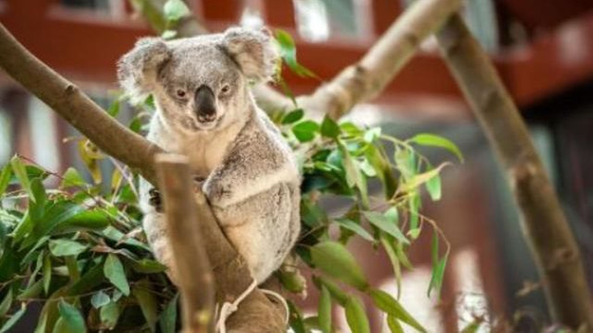 Australie: l'Etat du Queensland va déclarer le koala espèce vulnérable ...