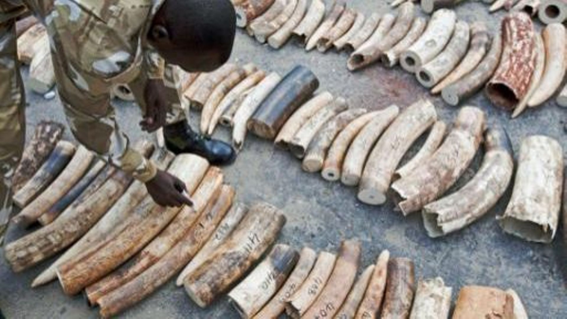 Kenya: malgré les saisies d'ivoire, le massacre des éléphants se ...
