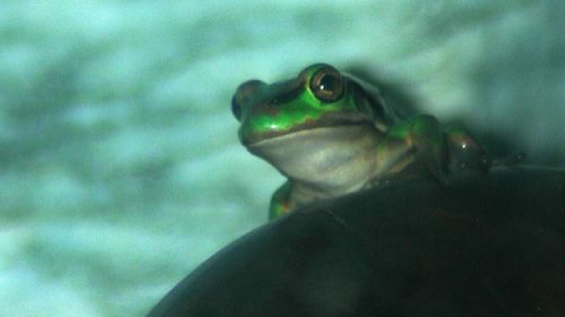 Une Nouvelle Espèce De Grenouille Nommée En Référence à La Vub Rtbf Actus