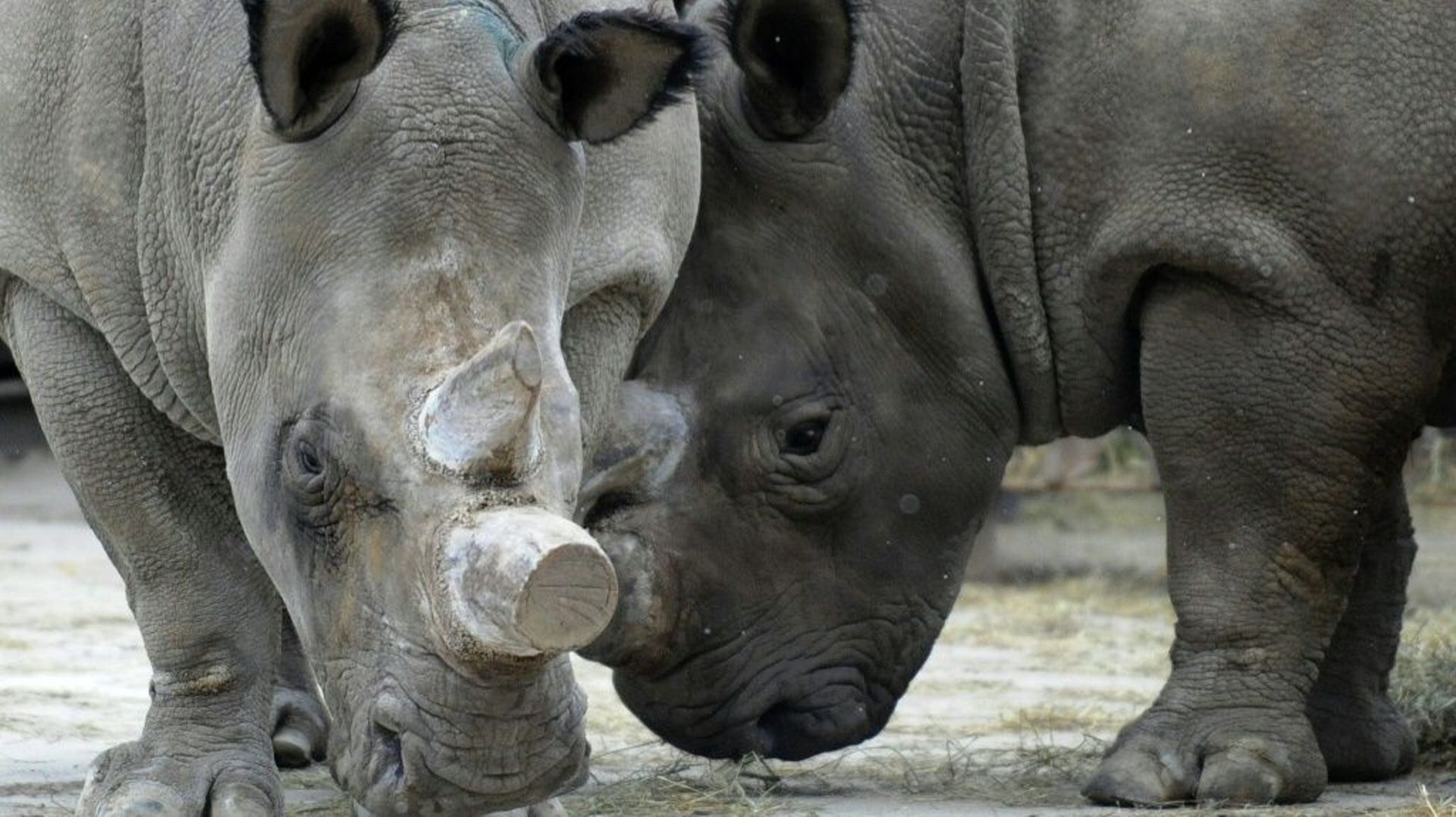 Des cornes de rhinocéros brûlées dans un zoo tchèque pour combattre le ...