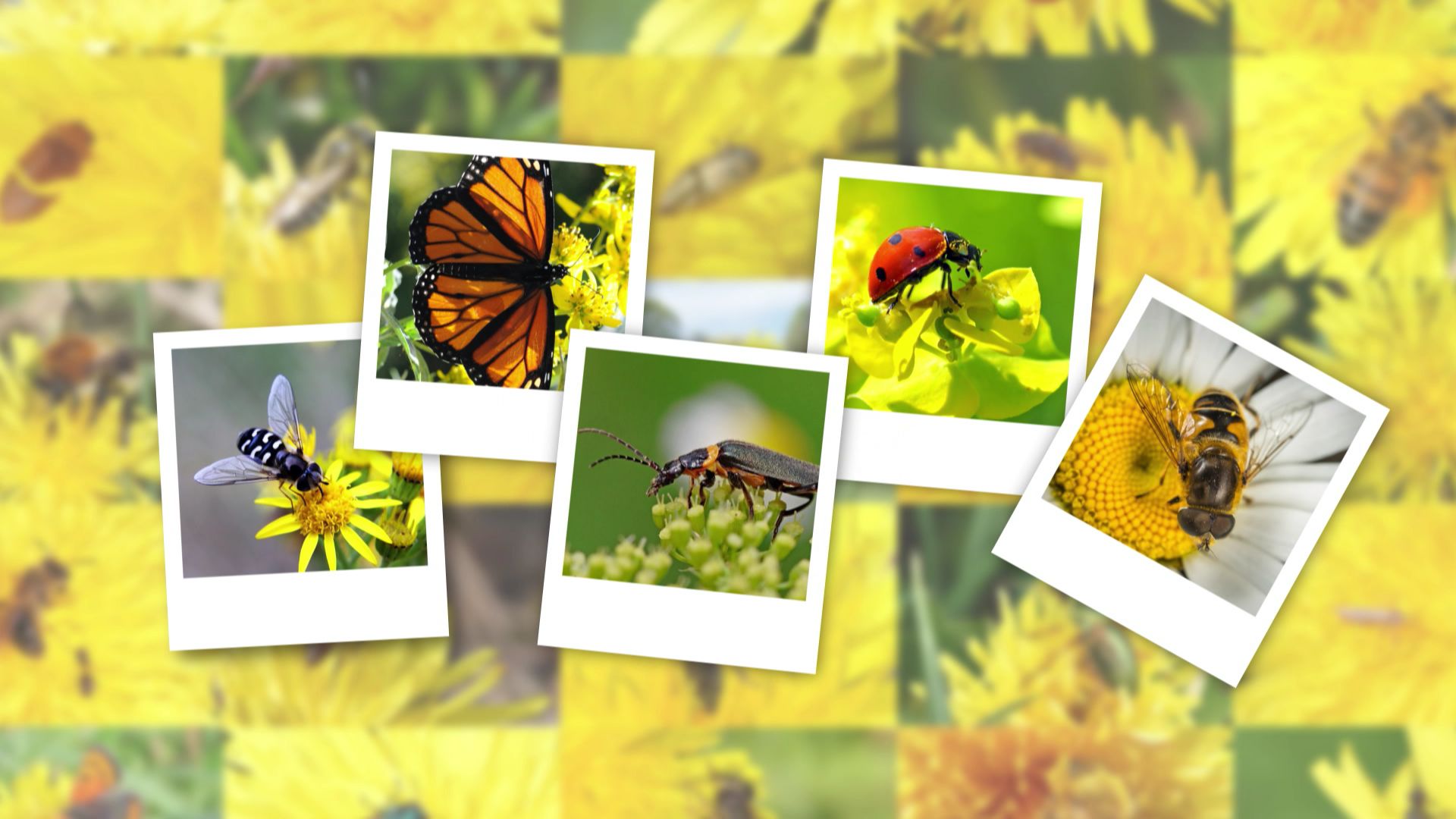 Aider à mieux connaître les insectes butineurs en les photographiant ...