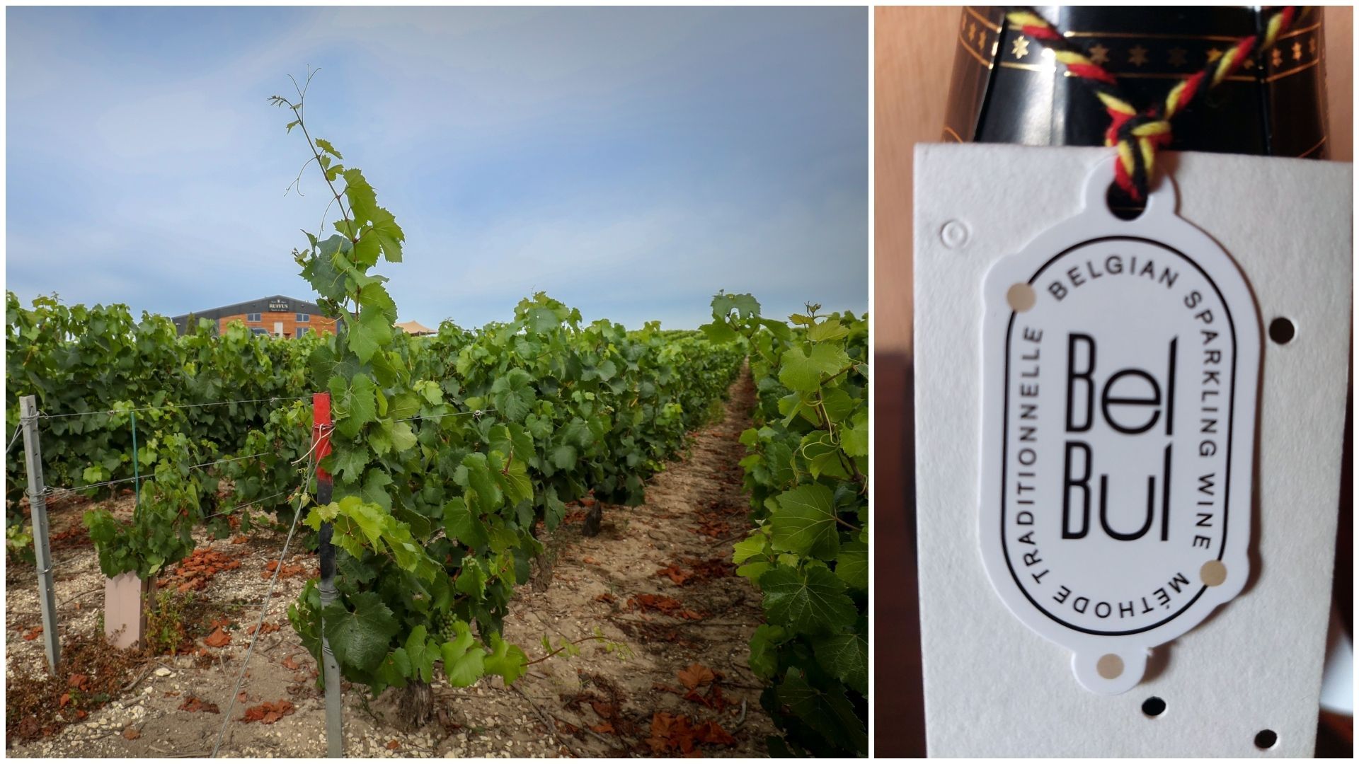 Le Domaine W, un vignoble 100% belge, 100% bio, 100% inspirant ! - RTBF ...