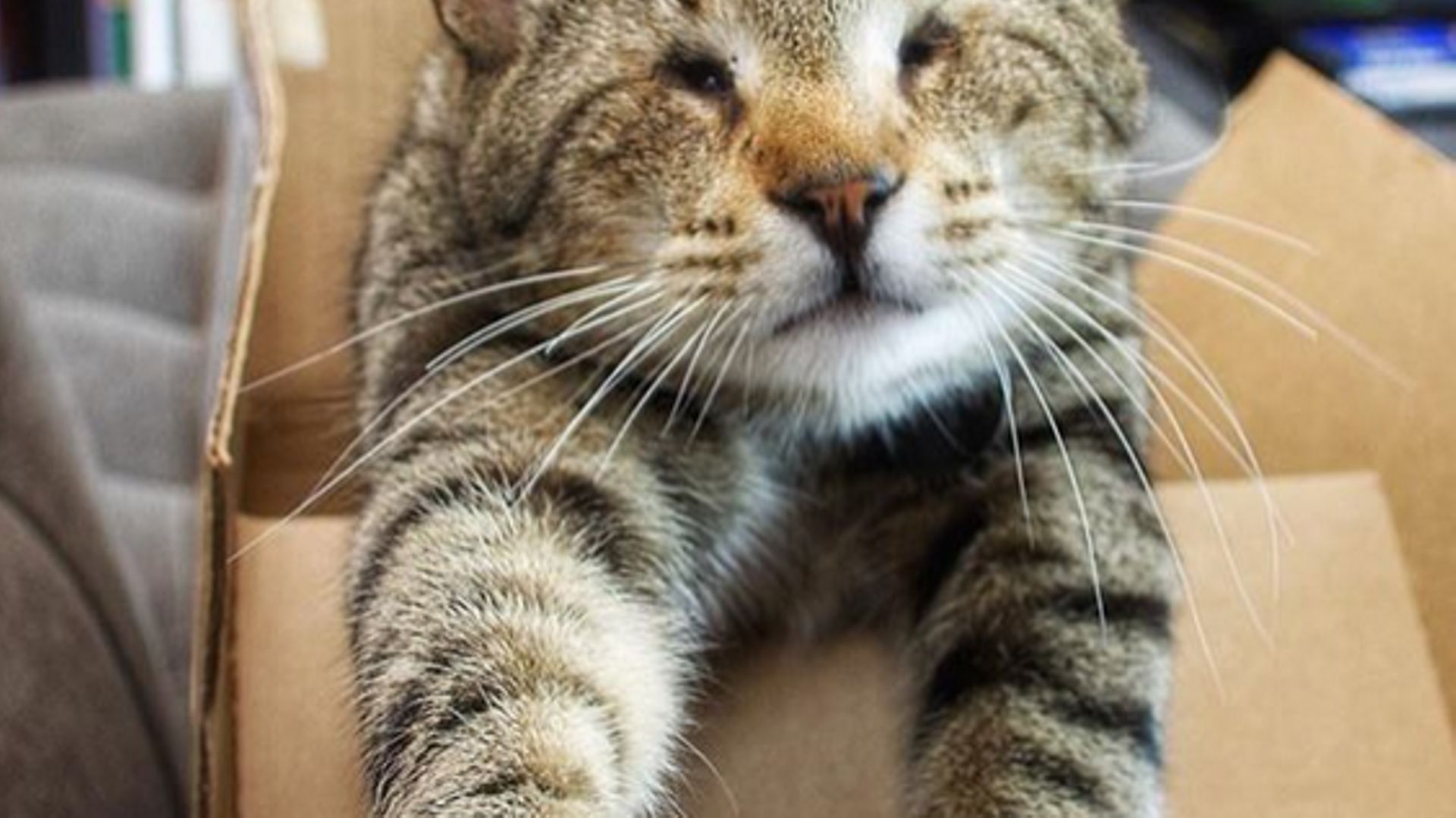 Cats of Instagram : oskar the blind cat