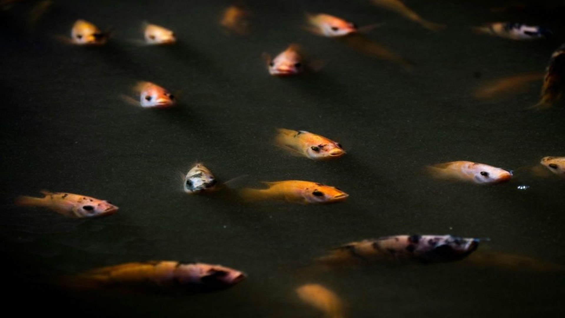 A Cuba, l'aquaponie comme alternative face au manque de poissons - RTBF ...