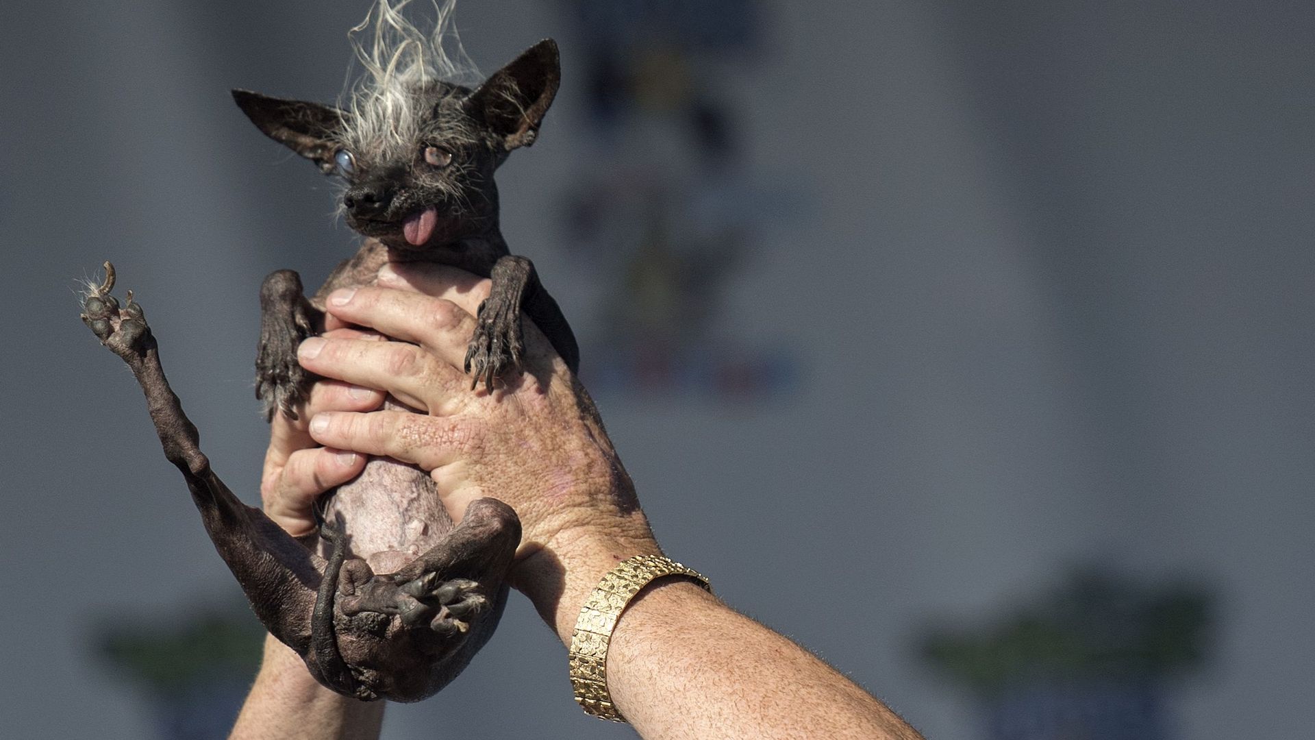 Le chien le plus laid du monde s'appelle Sweepie Rambo. Et il mérite ...