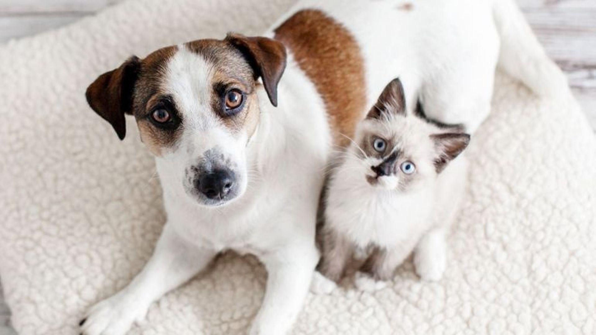 Chiens et chats : la Région bruxelloise simplifie la procédure d’accès ...