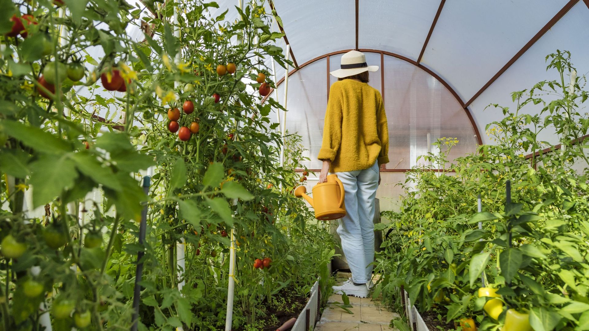 Réussir la plantation des tomates : les étapes essentielles - RTBF Actus
