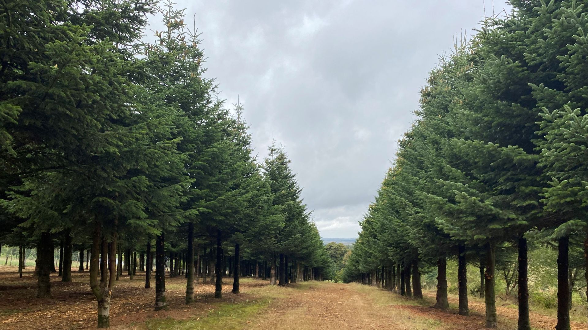 A Neufchâteau, on produit des graines locales pour les sapins de Noël ...