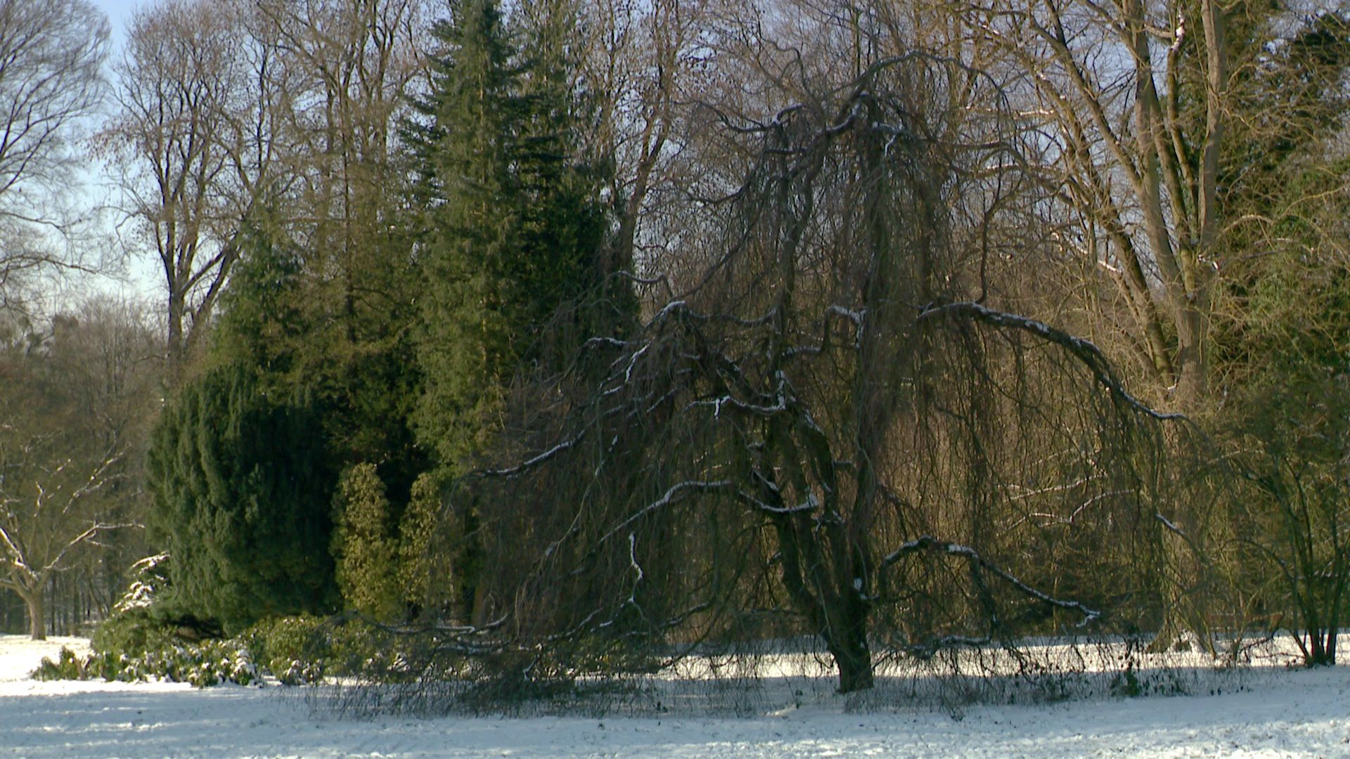 Le parc de Mariemont : un parc somptueux, planté d’essences rares et d ...