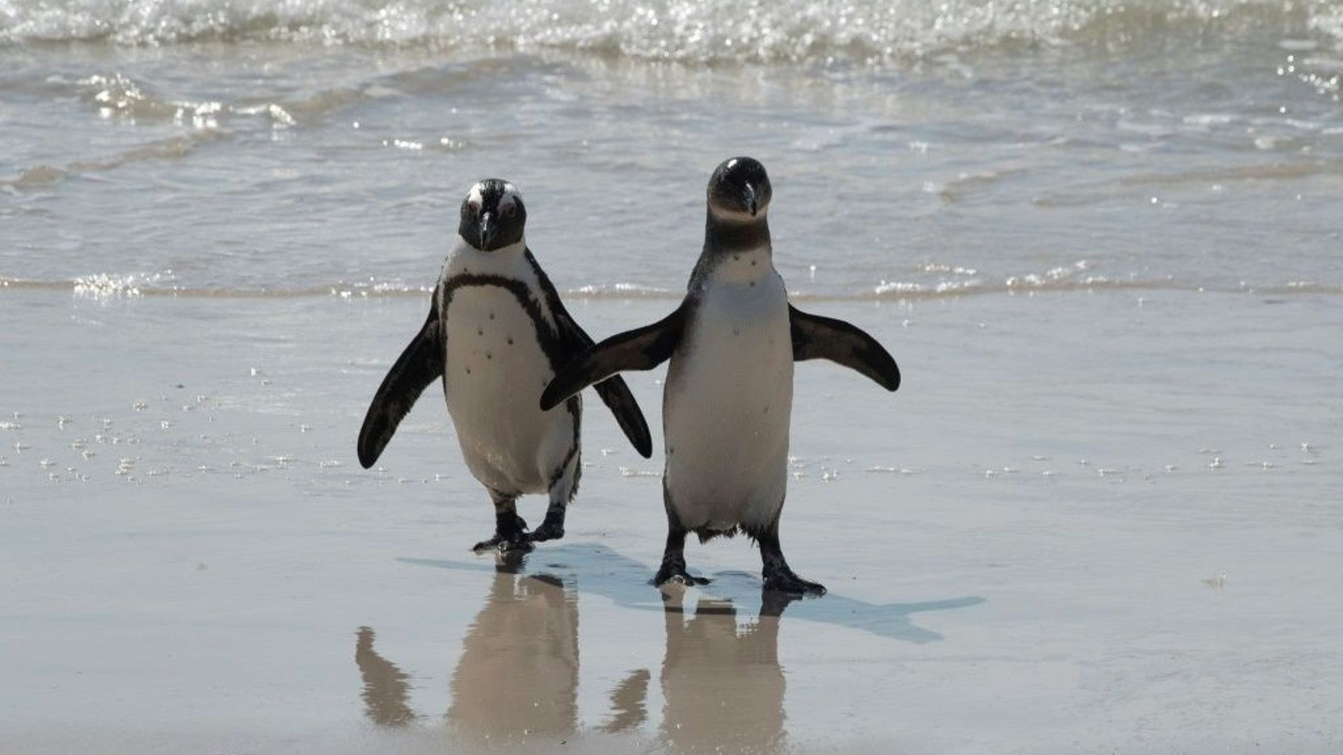 Découverte rare en Antarctique : des photographes belges repèrent un ...