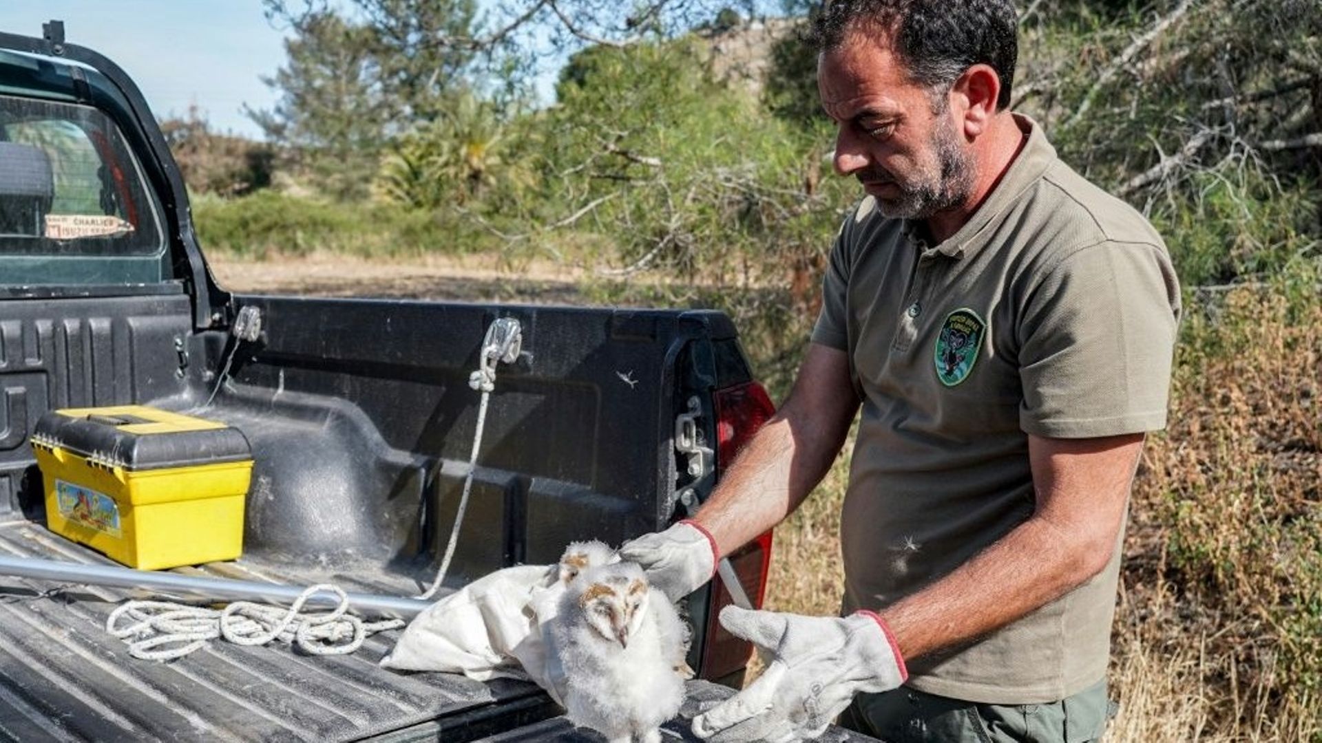 Dans le no man’s land de Chypre, des chouettes à la rescousse des ...