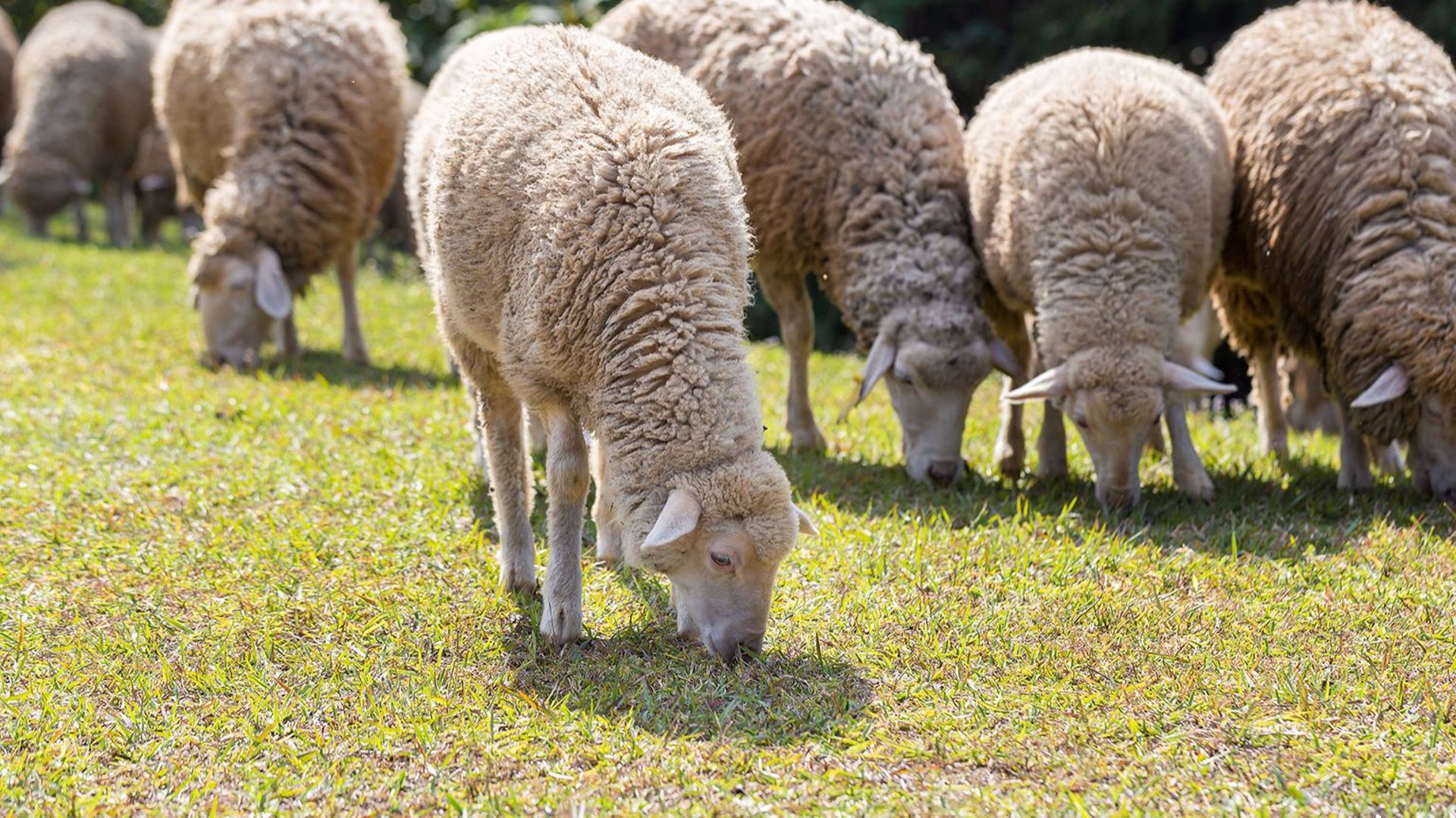 Un logiciel pour reconnaitre les moutons malheureux