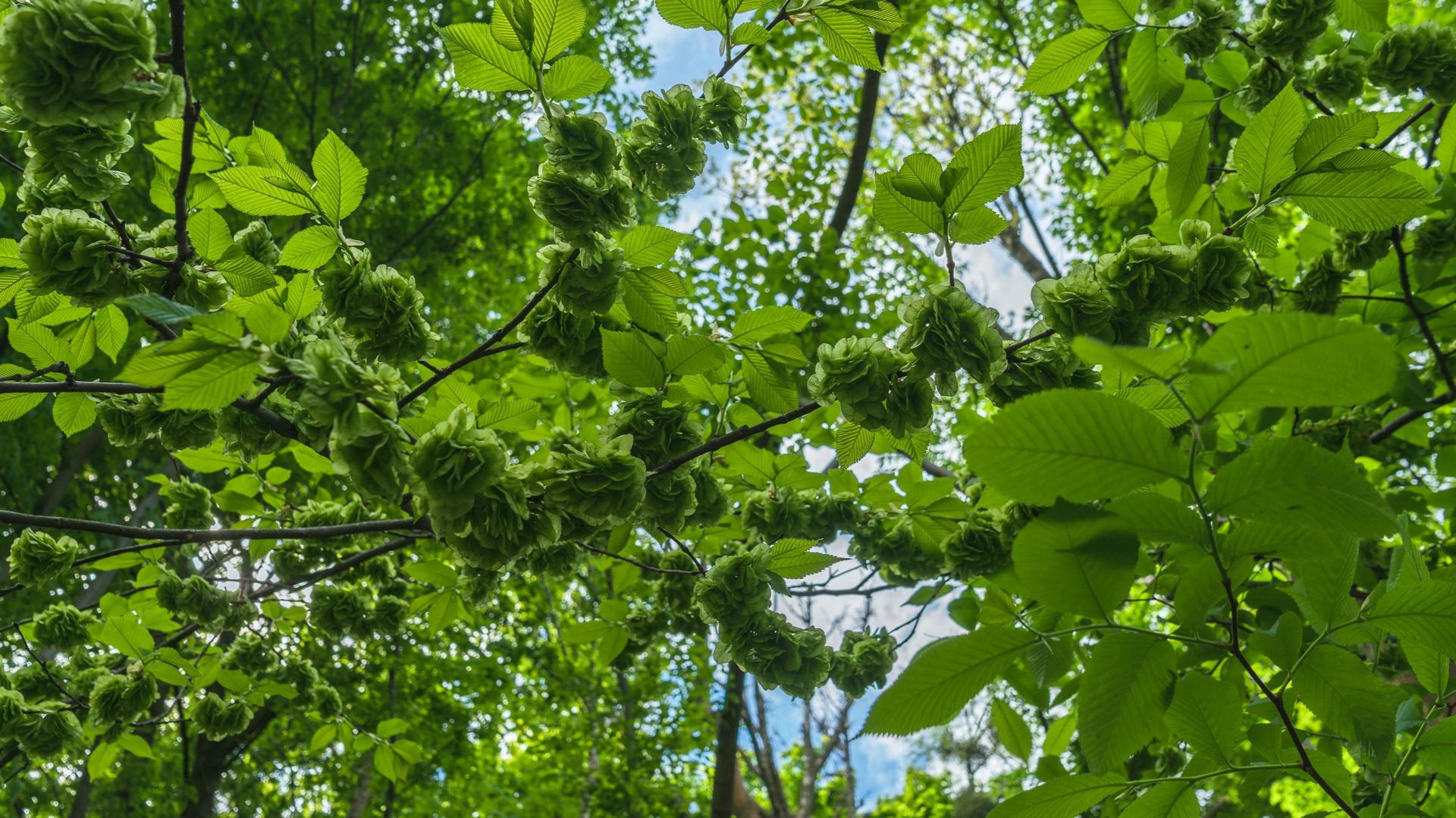 L’orme anglais, un arbre à faire renaître dans les jardins et les parcs ...