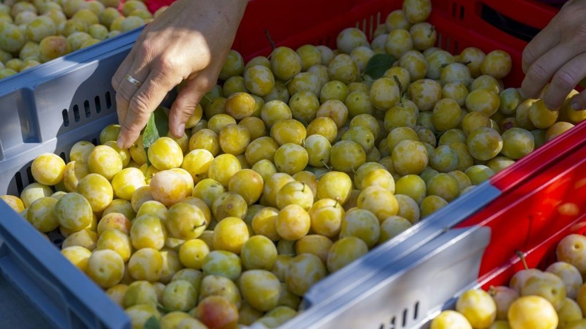 Des pommes et des poires à 1 euro le kilo à cueillir soi-même du côté ...