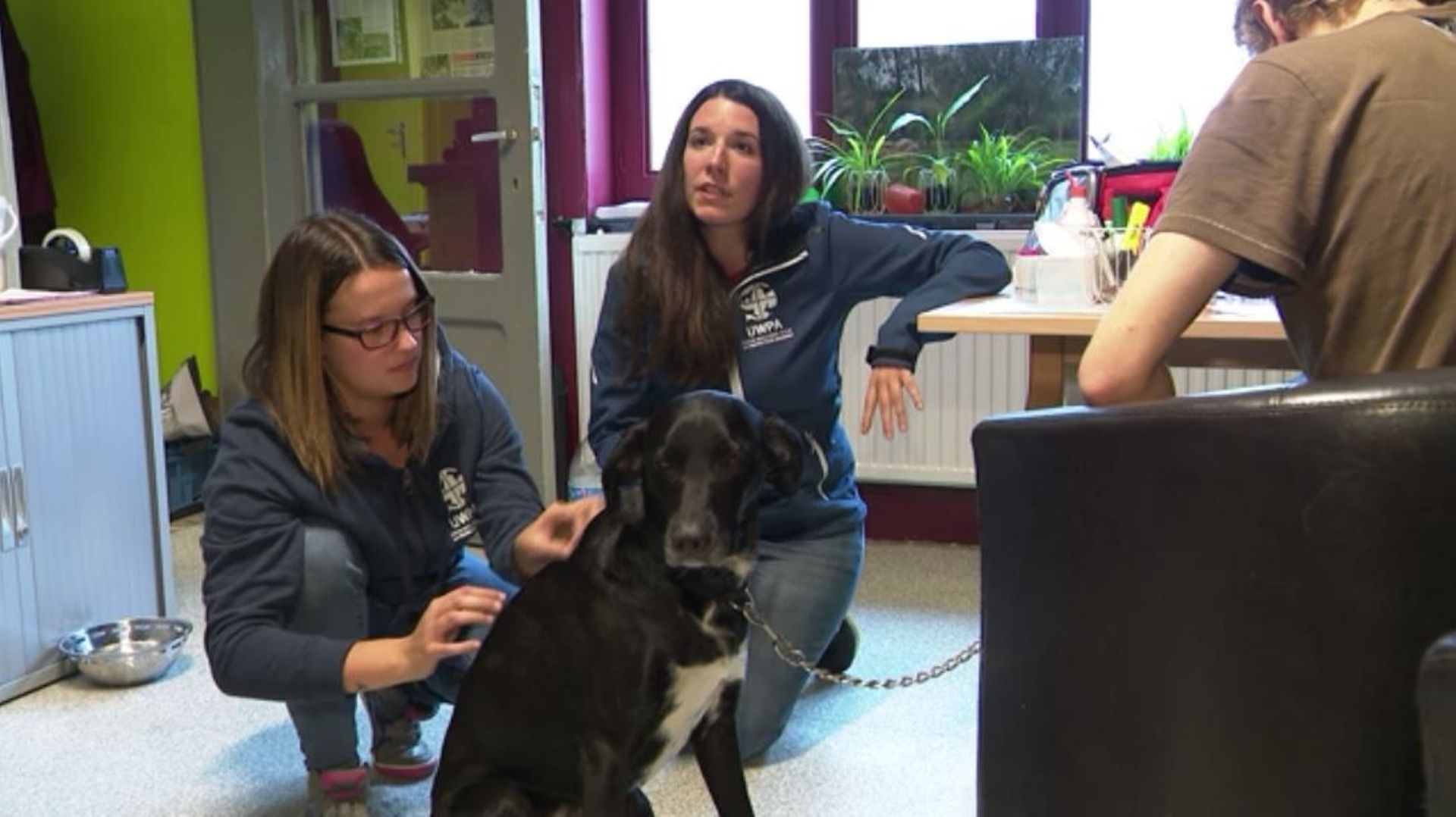 Mons: des soins vétérinaires gratuits pour les animaux de compagnies ...
