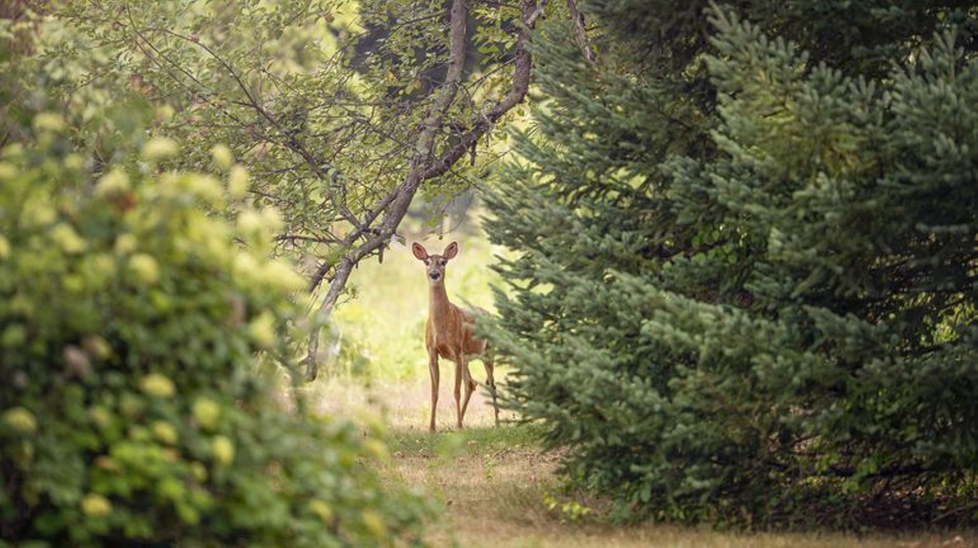 Des renards dans le métro à Bruxelles : 'Leur espérance de vie est plus élevée ici qu’en ...