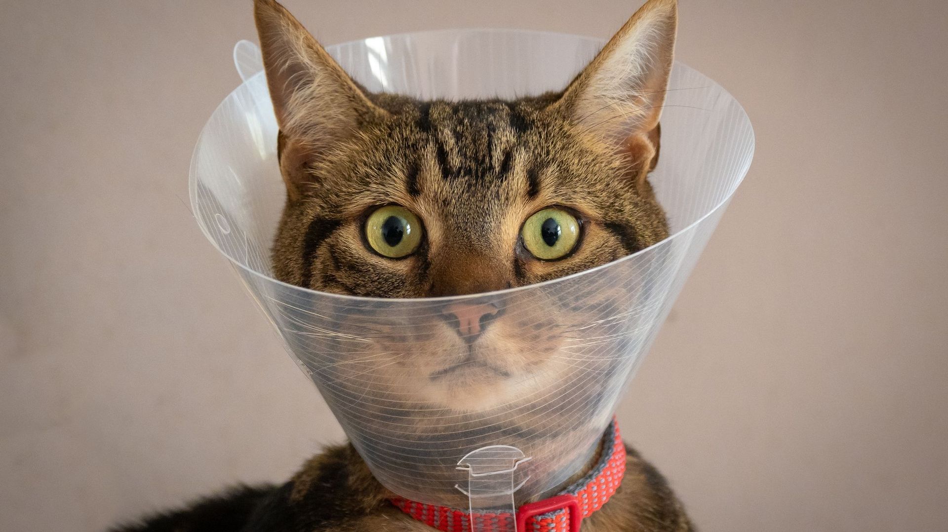 Comment faire porter une collerette à votre chat ? - RTBF Actus