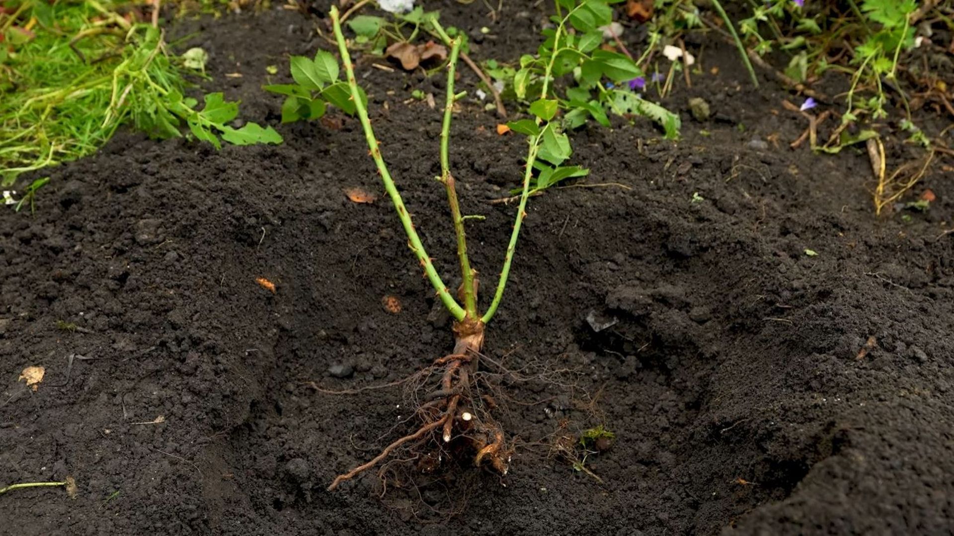Comment réussir la plantation d’arbustes à racines nues ? - RTBF Actus