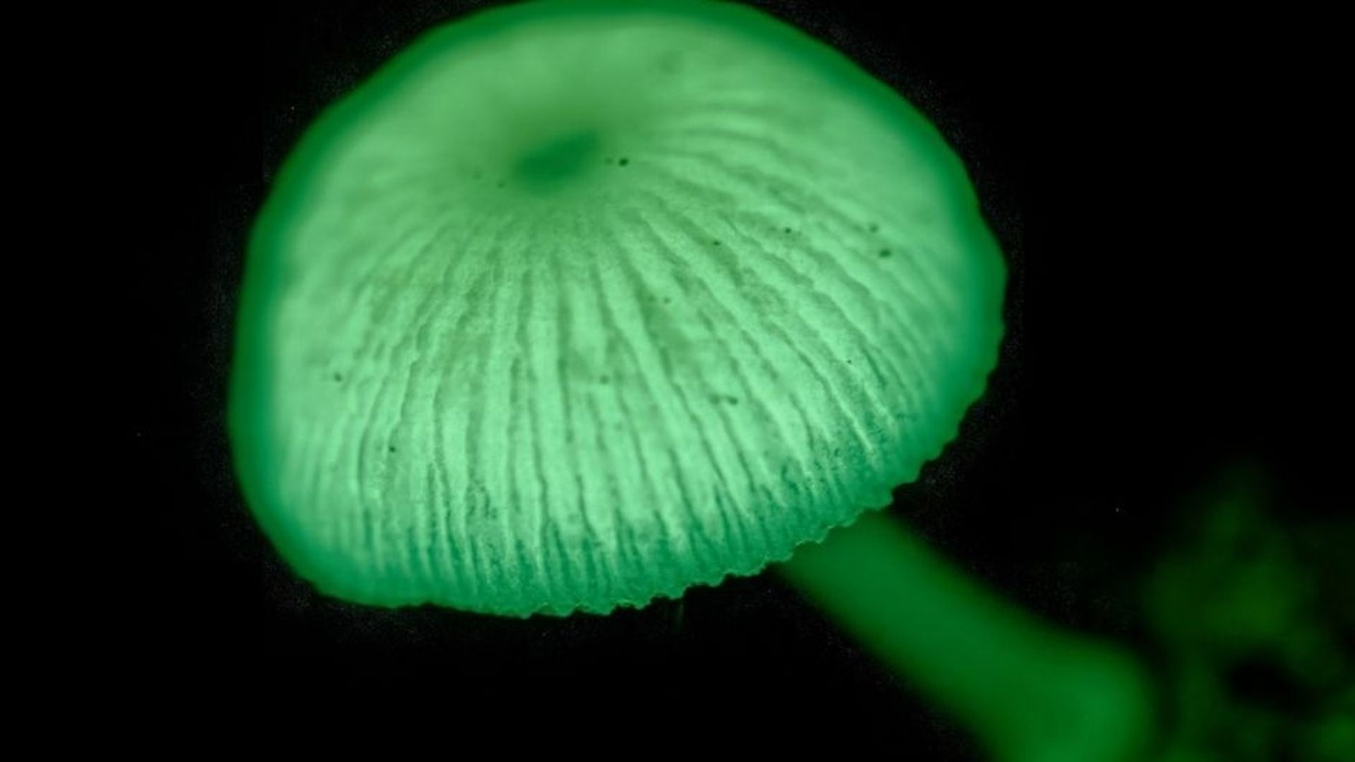 Ces champignons qui brillent dans la nuit : la bioluminescence fongique ...