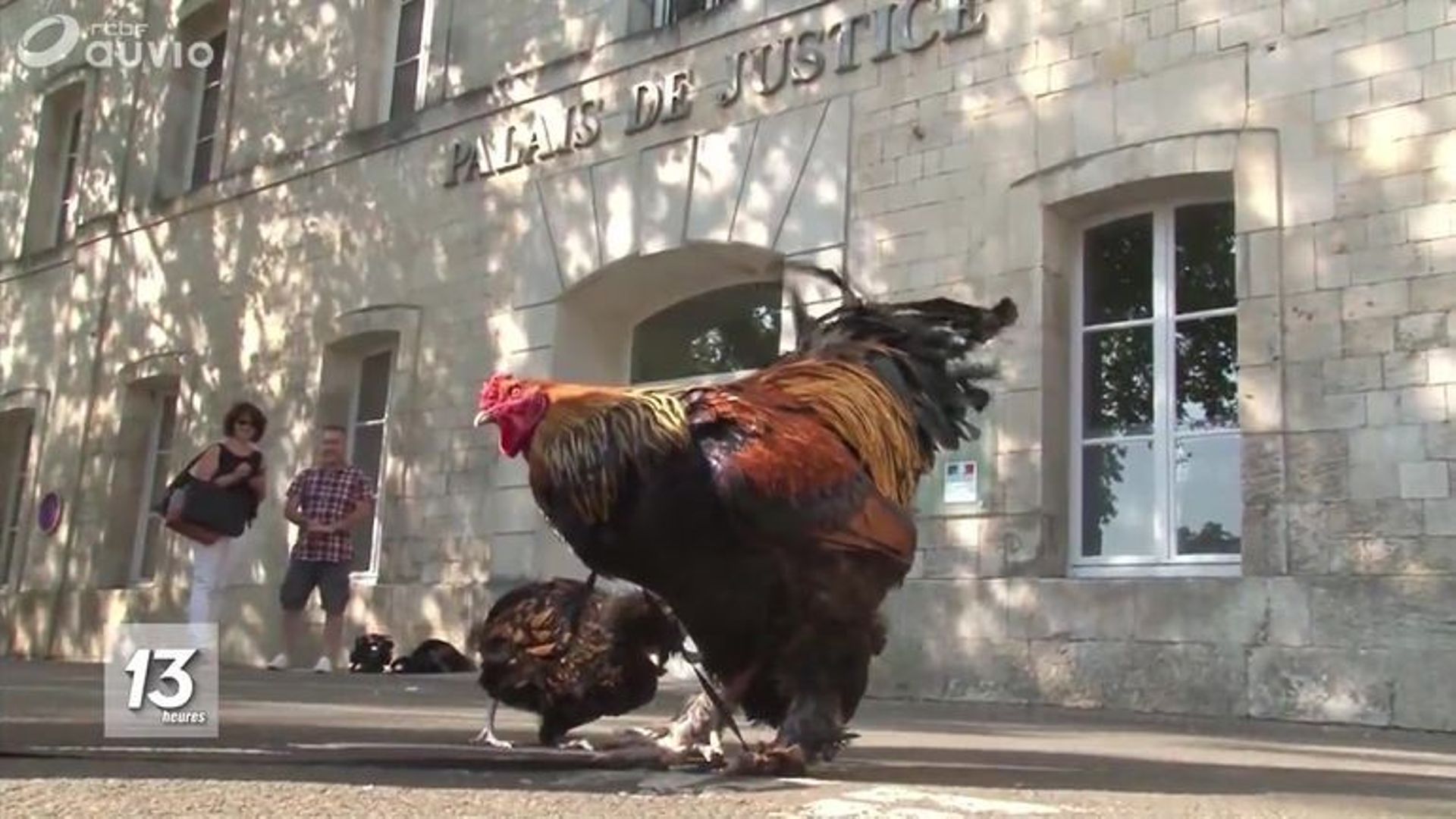 La justice l'avait officiellement autorisé, mais le chant du coq ...