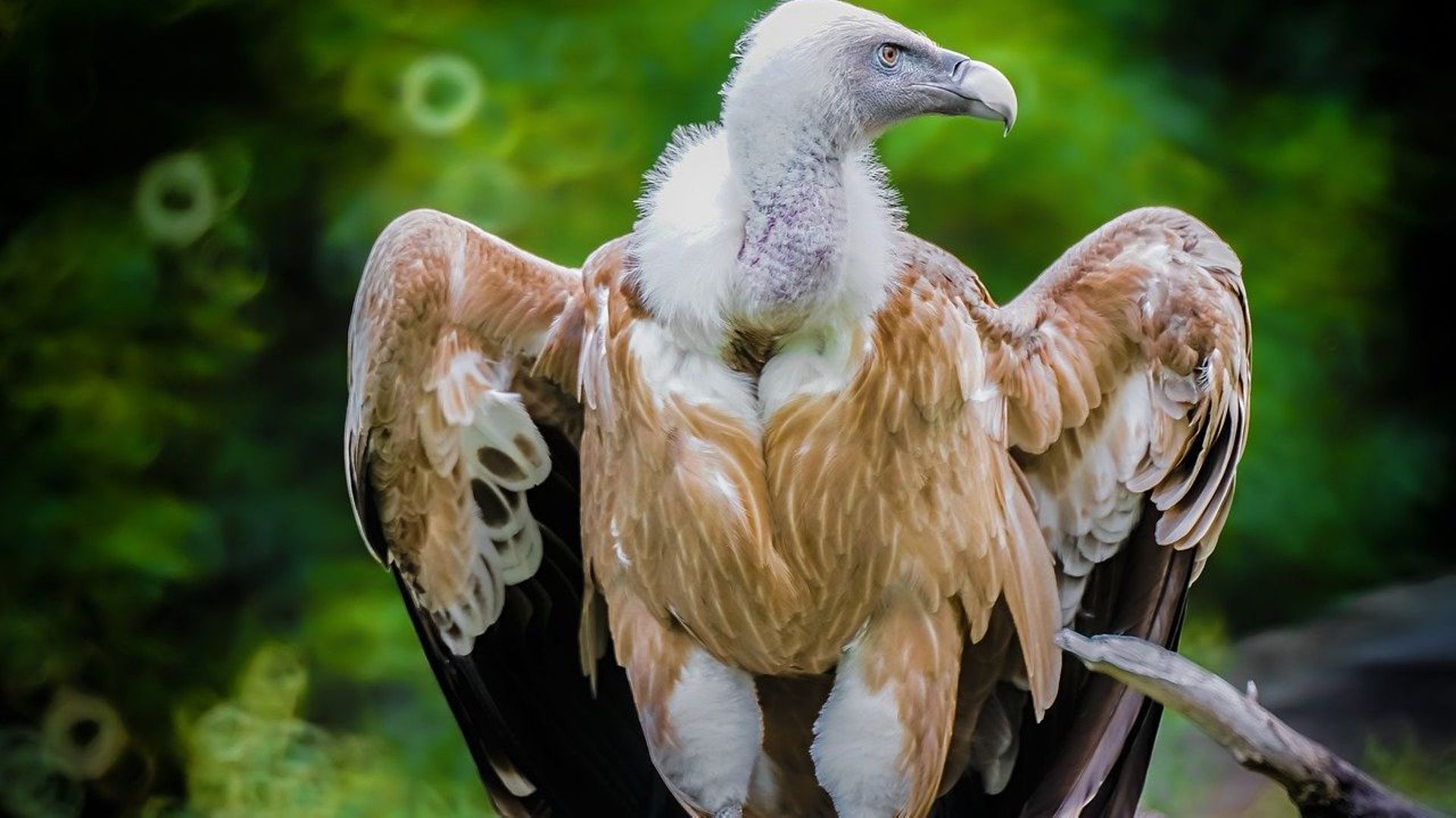 Lozère : 5 animaux insolites à observer dans le Parc National des ...