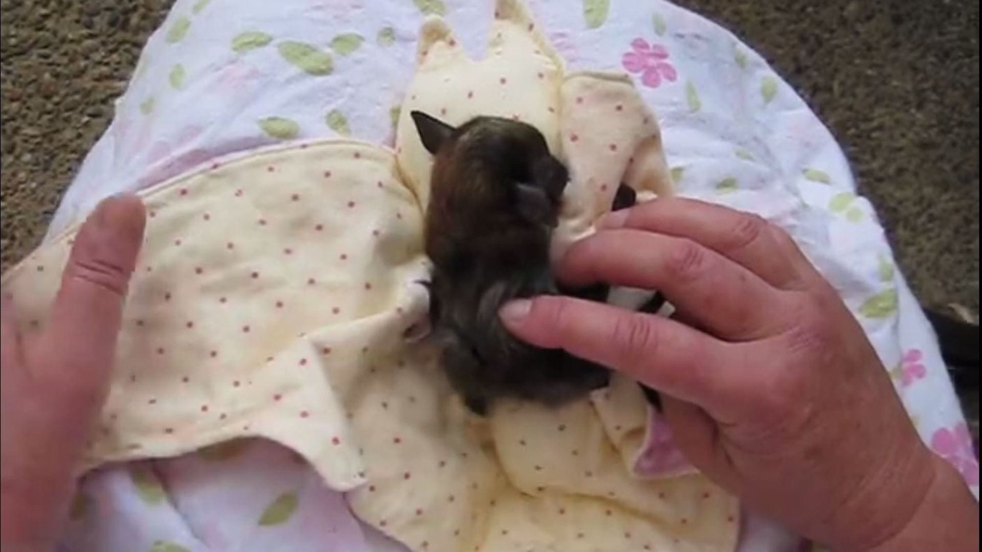 Un doudou spécial simule la présence d'une mère pour des bébés chauve ...