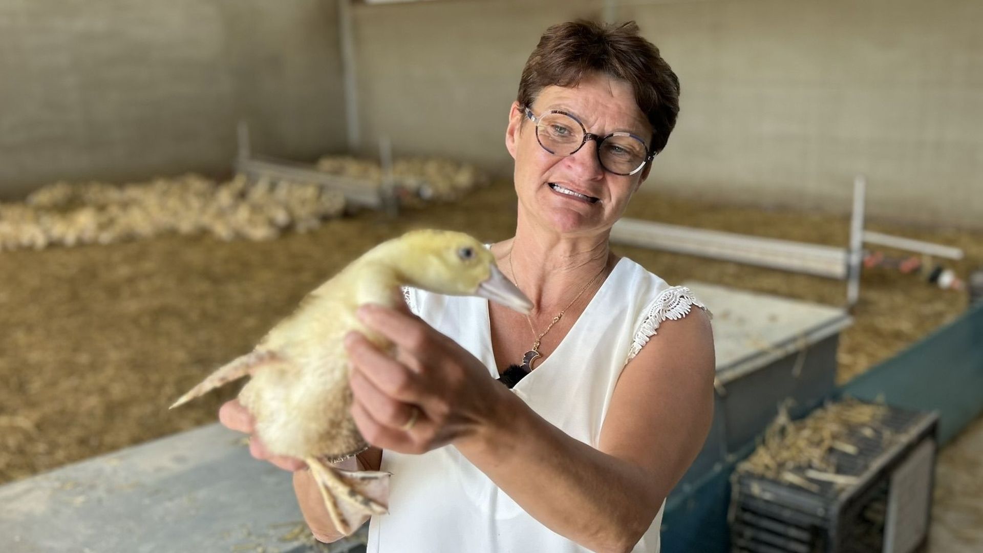 Gavage et bien-être animal sont-ils inconciliables ? - RTBF Actus