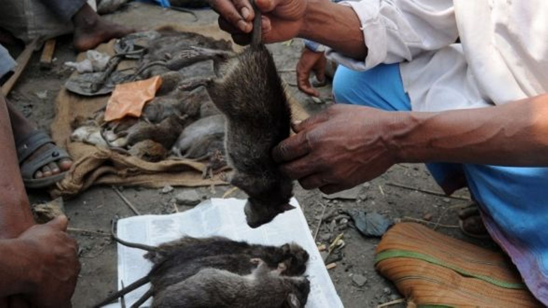Téhéran déclare la guerre aux rats - RTBF Actus