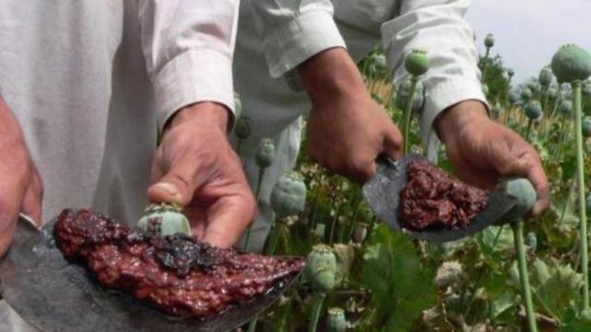 11 tonnes d'opium saisis dans le sud-est de l'Iran - RTBF Actus