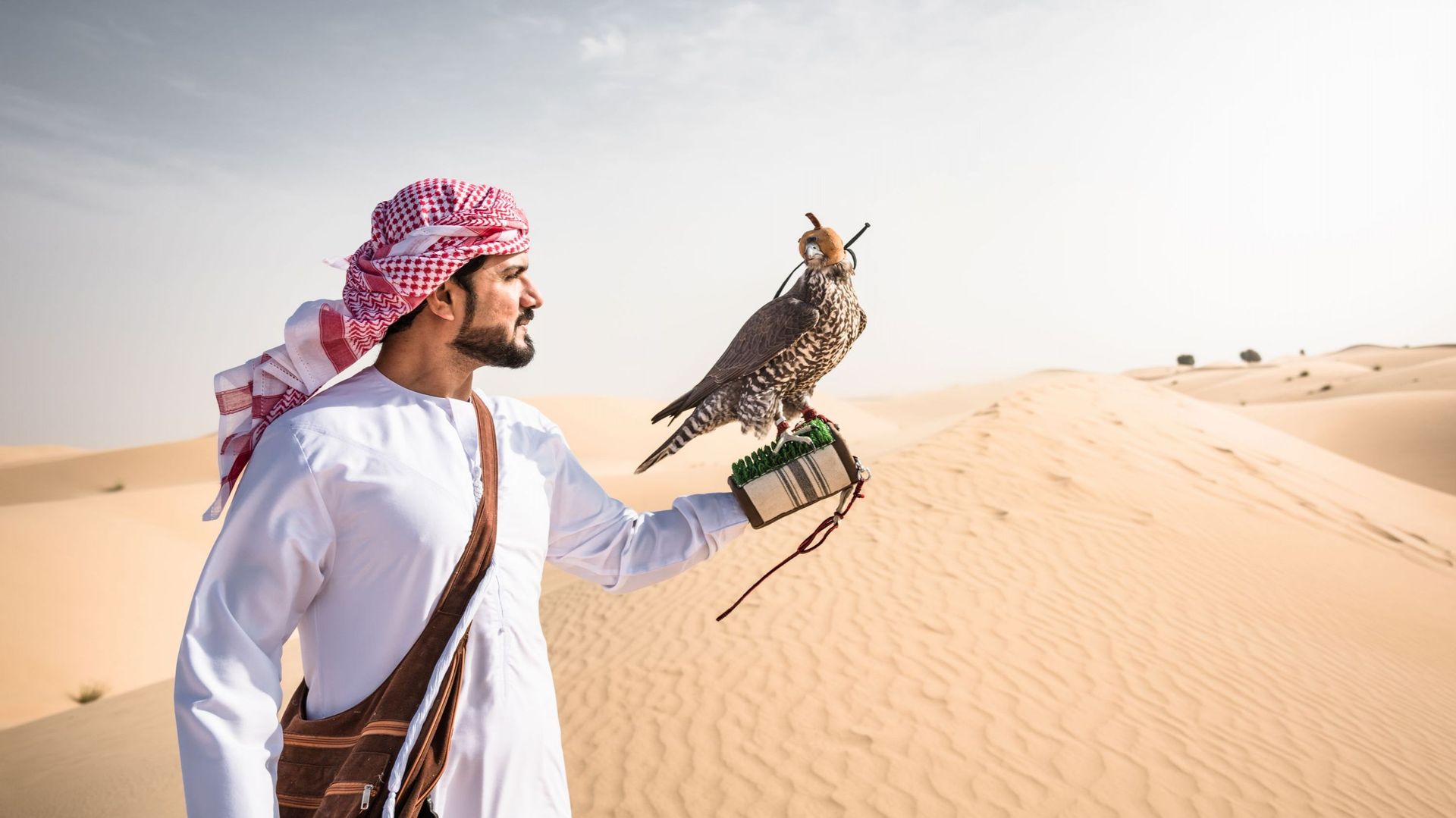 Découvrez les animaux du Qatar - RTBF Actus
