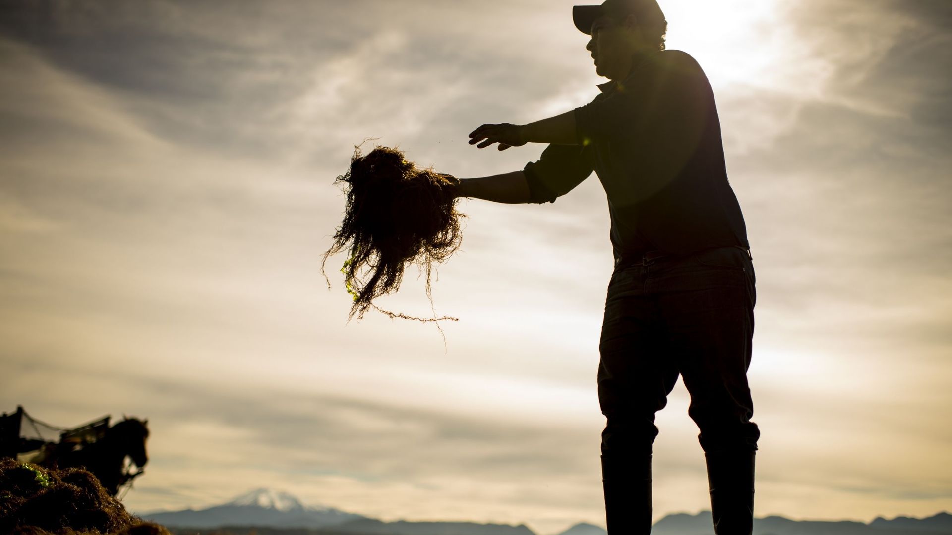 Au Chili, l'algue rouge de l'agar-agar menacée de disparition - RTBF Actus
